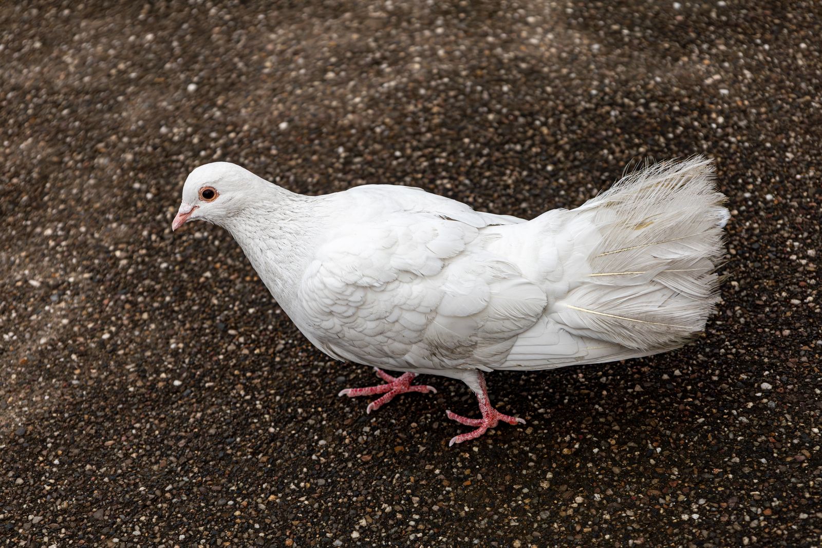 White Dove Photos, Download The BEST Free White Dove Stock Photos & HD ...