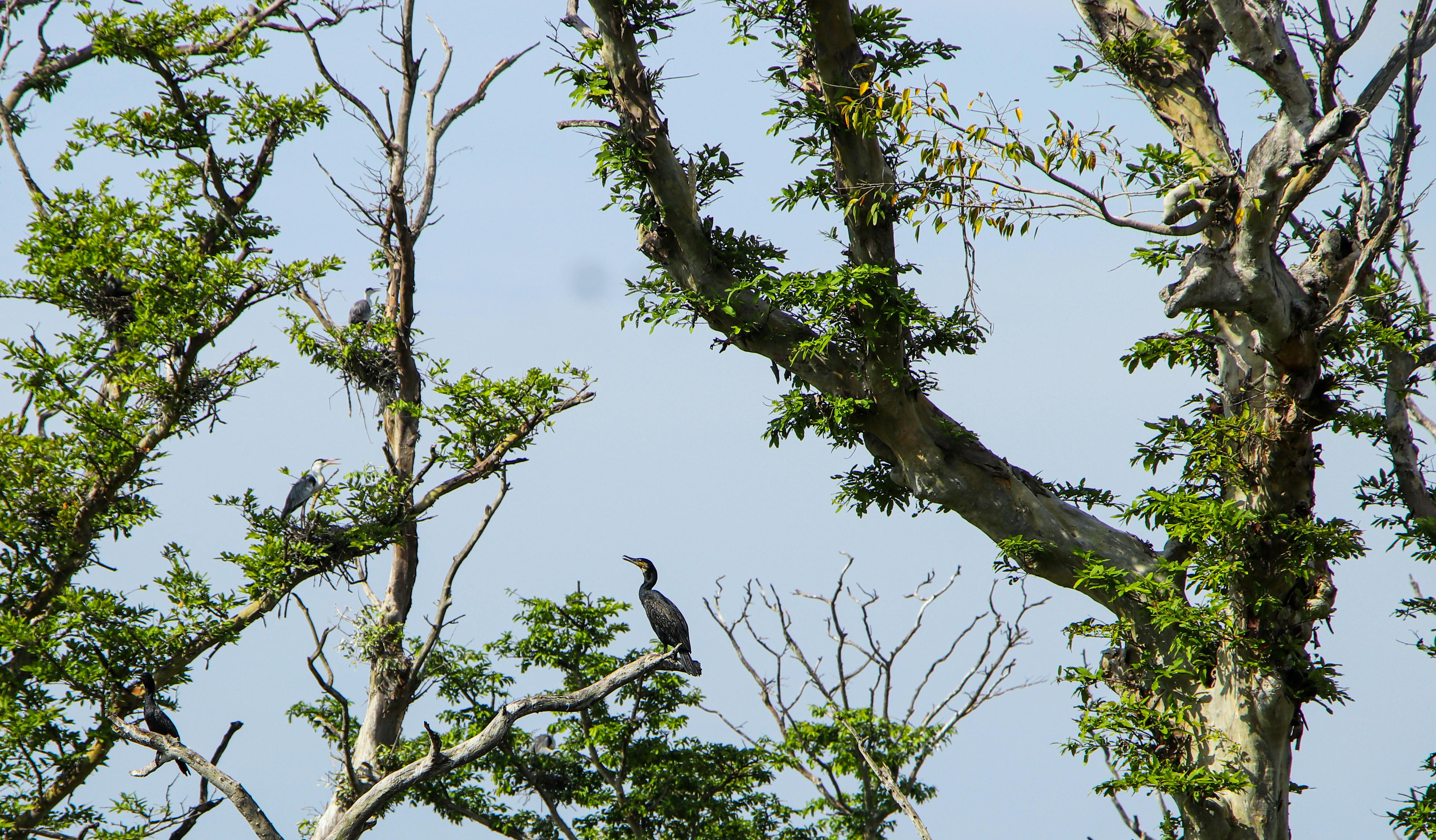 Cormorants Perched on Trees Against Blue Sky · Free Stock Photo