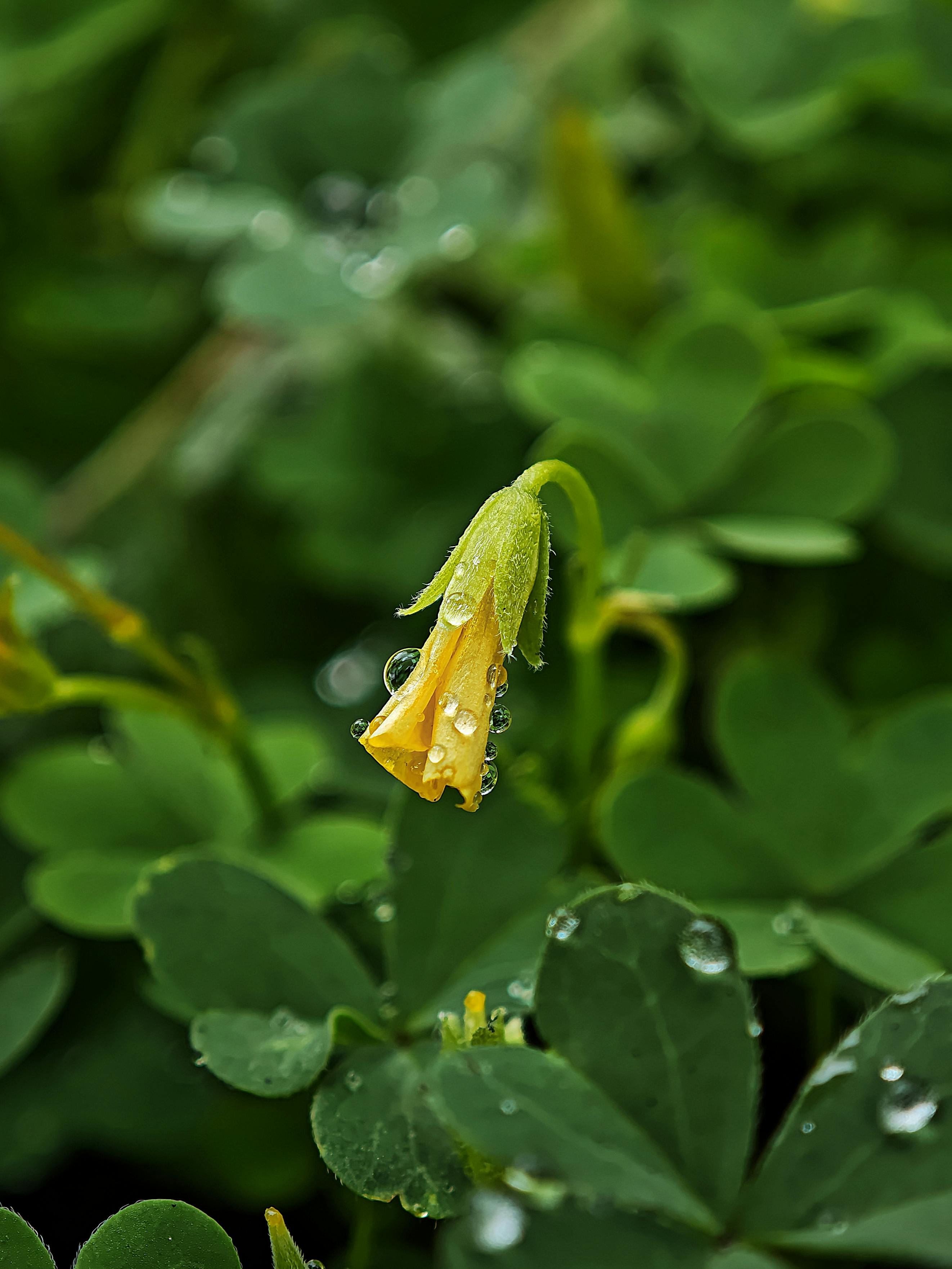 Wet Rat Photos, Download The BEST Free Wet Rat Stock Photos & HD Images
