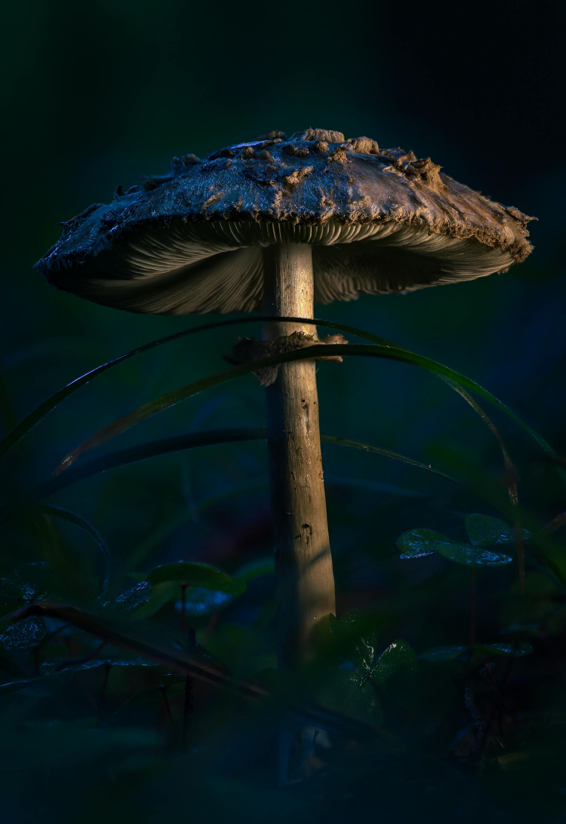 Wet Rat Photos, Download The BEST Free Wet Rat Stock Photos & HD Images