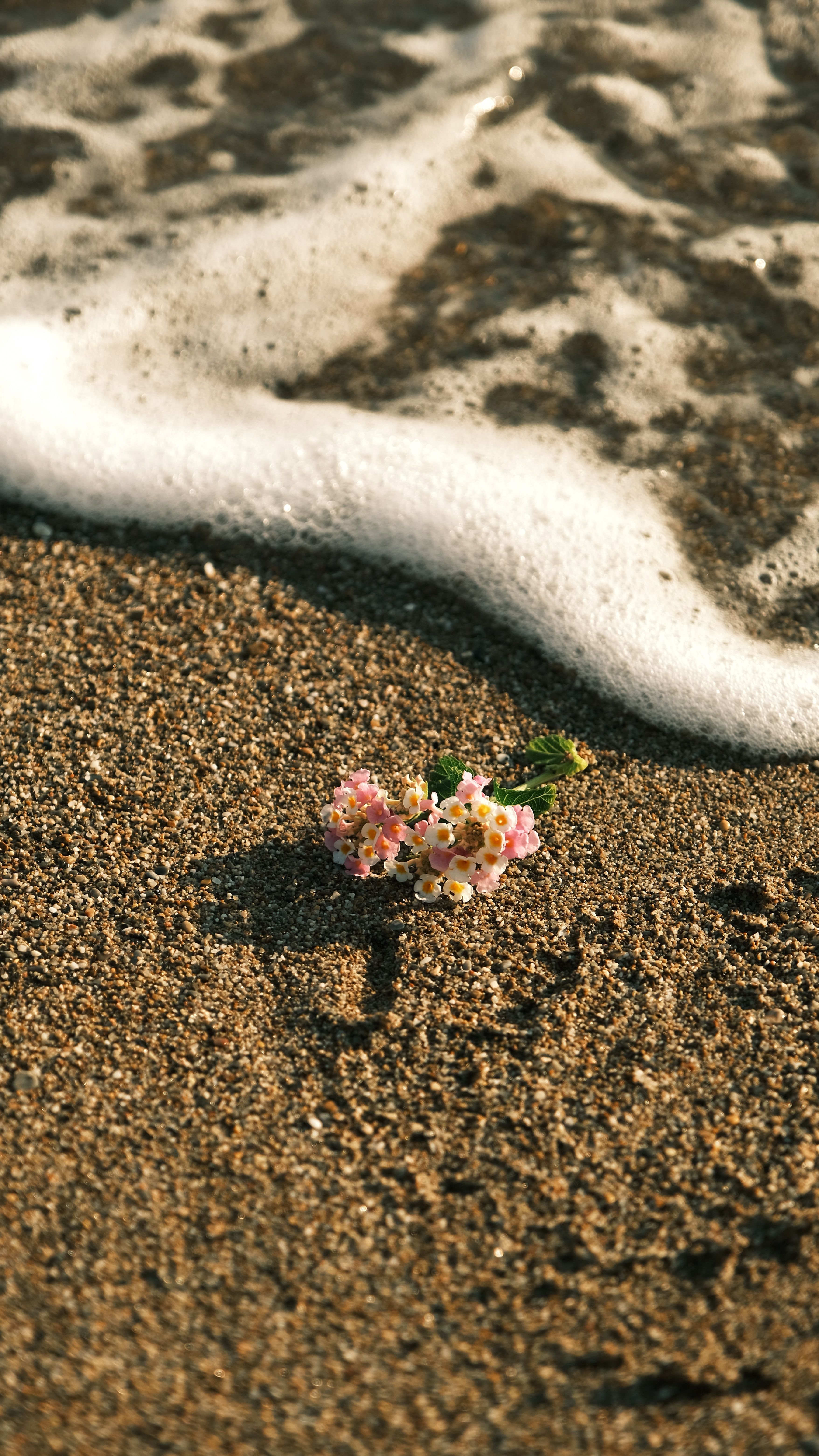 Beach Flowers Photos, Download The BEST Free Beach Flowers Stock Photos ...