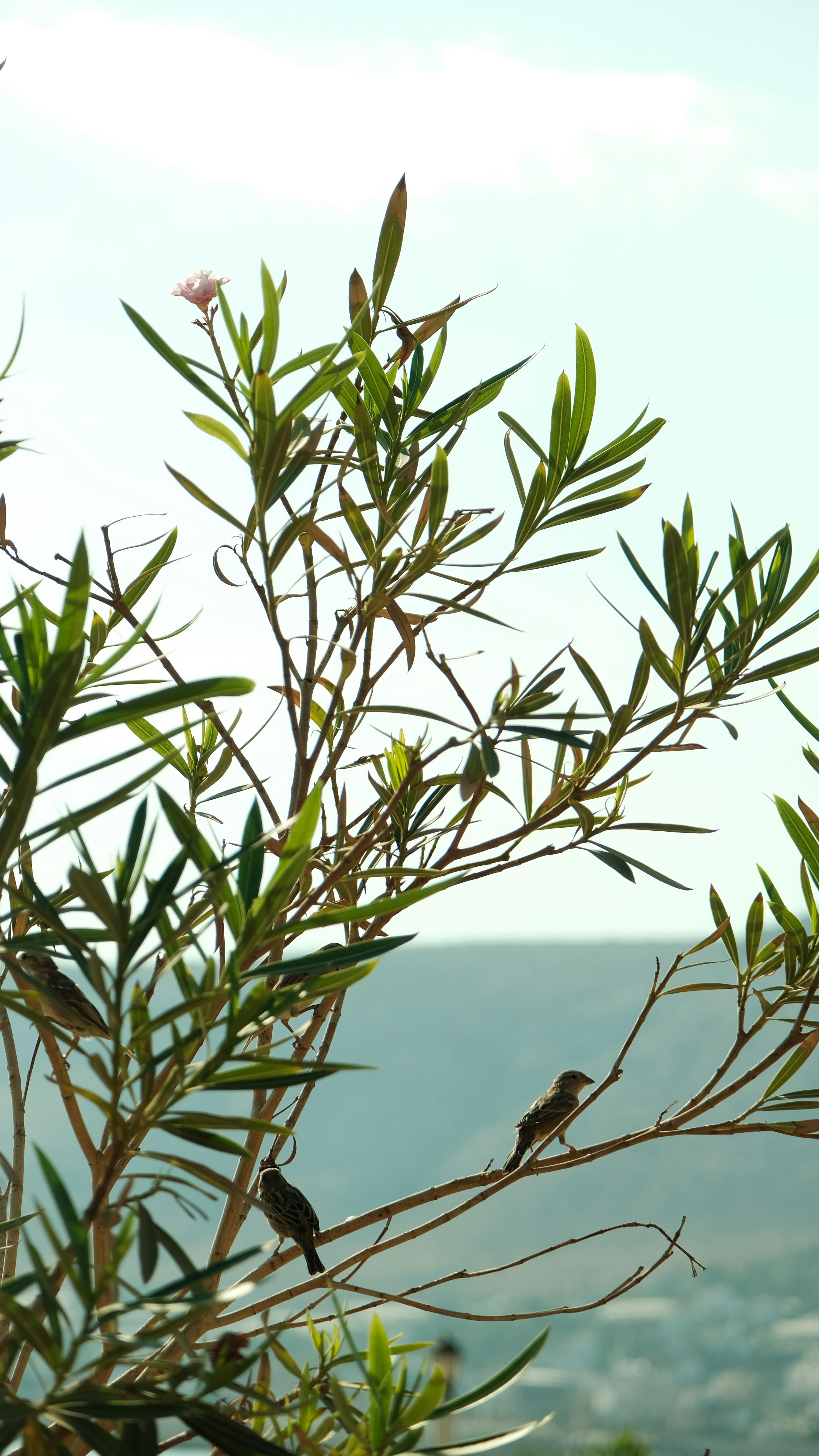 Sparrows Photos, Download The BEST Free Sparrows Stock Photos & HD Images