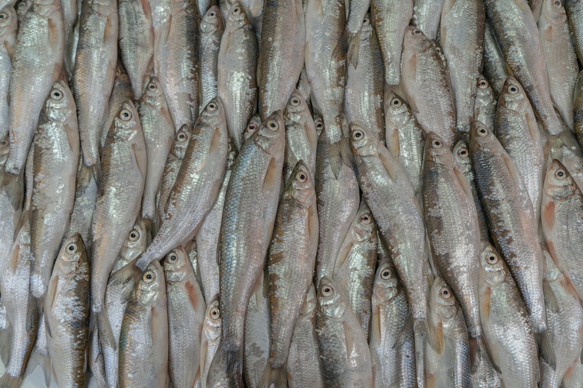 Strawberry Rasboras: Complete Care Guide for Beginners