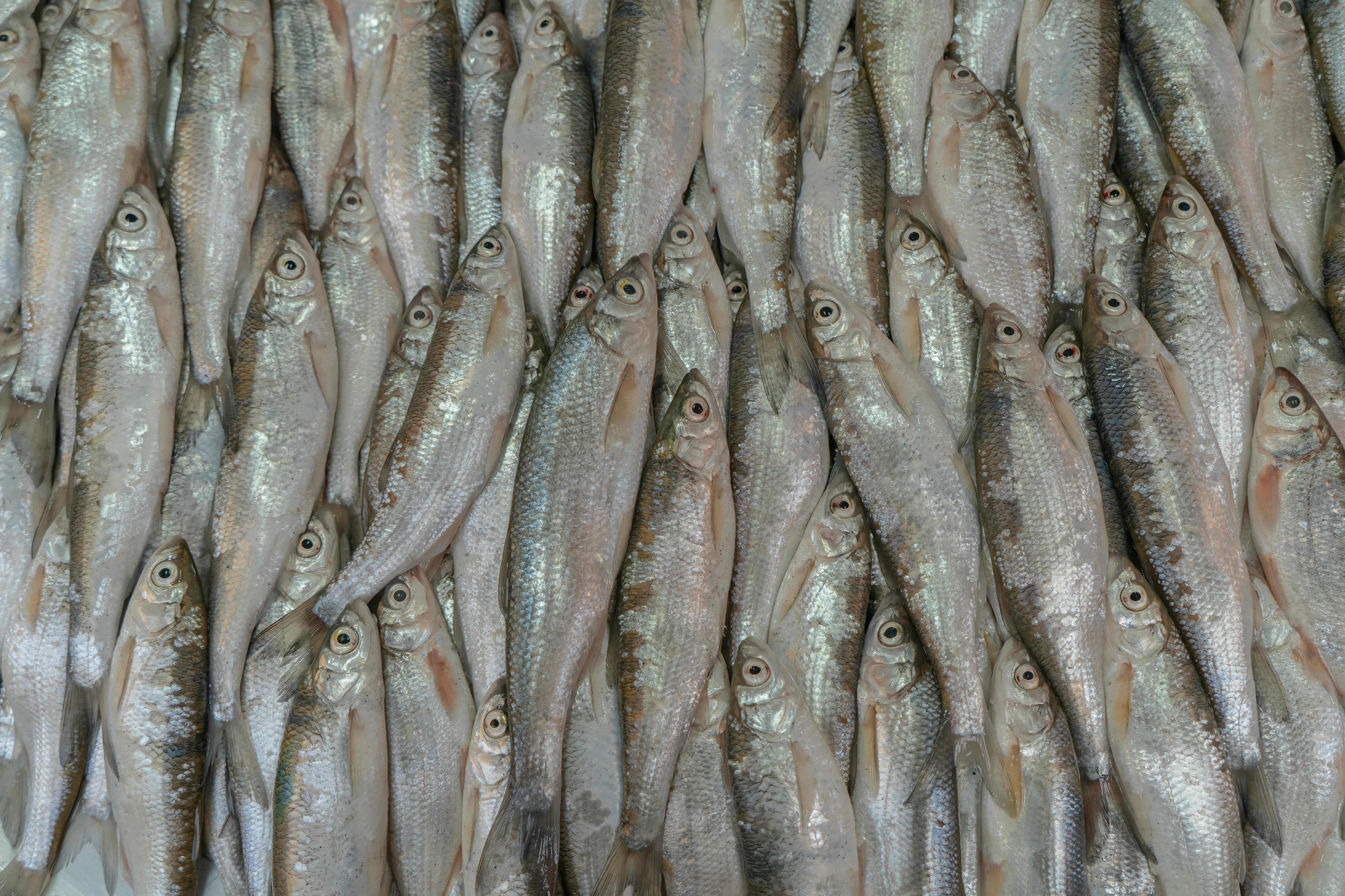 Bangus Fish Photos, Download The BEST Free Bangus Fish Stock Photos ...