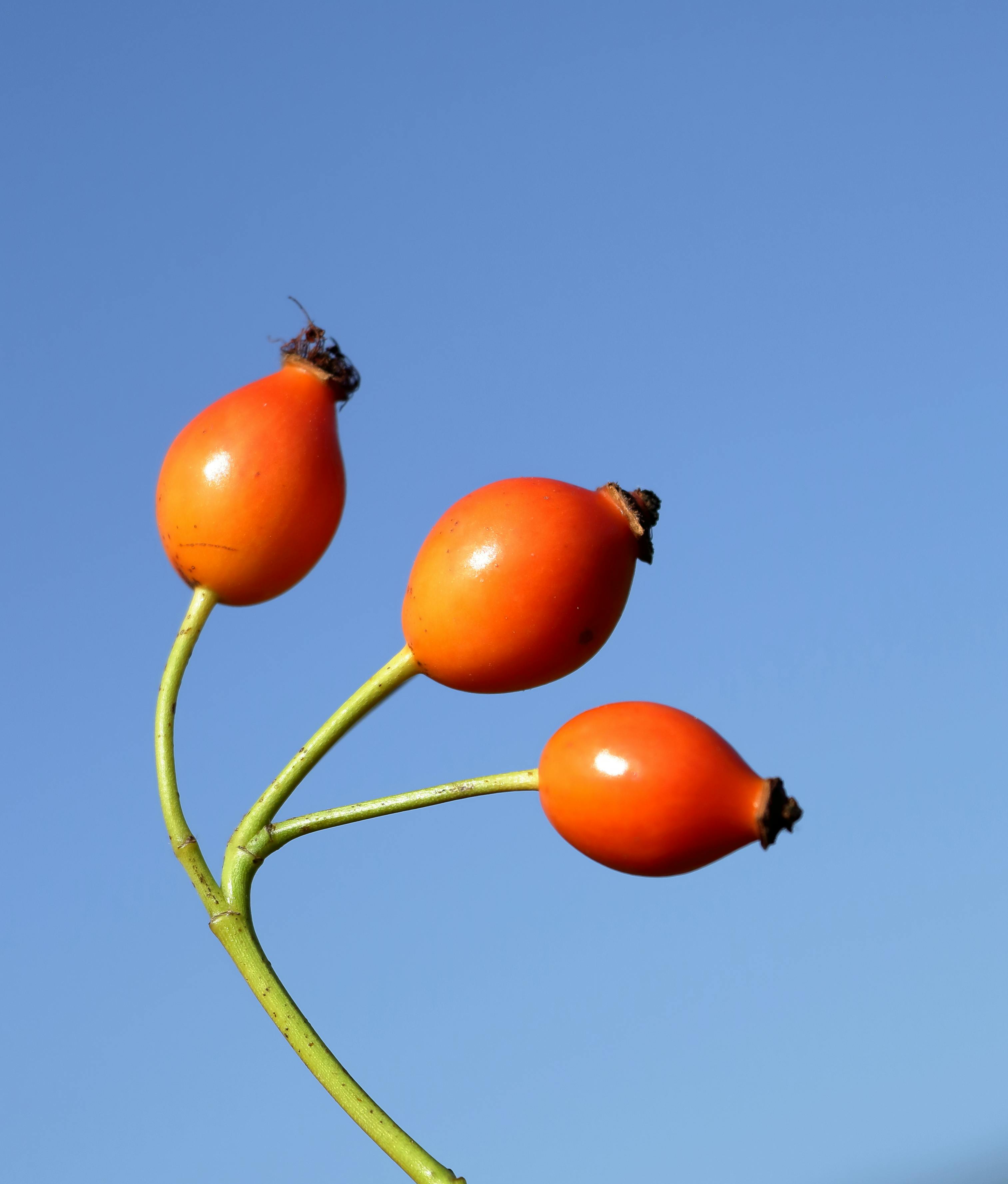 Raw Dataset Photos, Download The BEST Free Raw Dataset Stock Photos ...