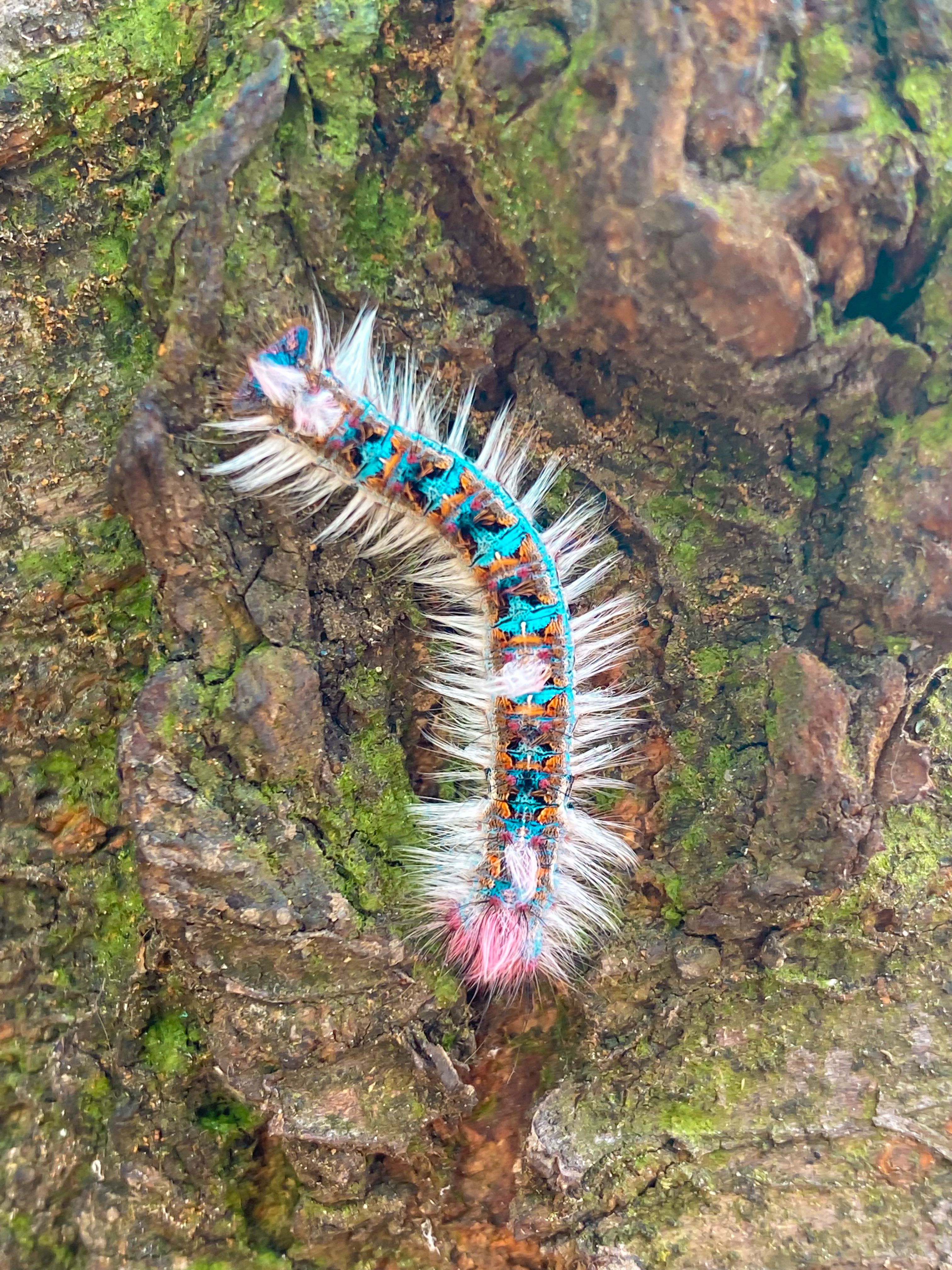 Vibrant Caterpillar Crawling on Tree Bark · Free Stock Photo