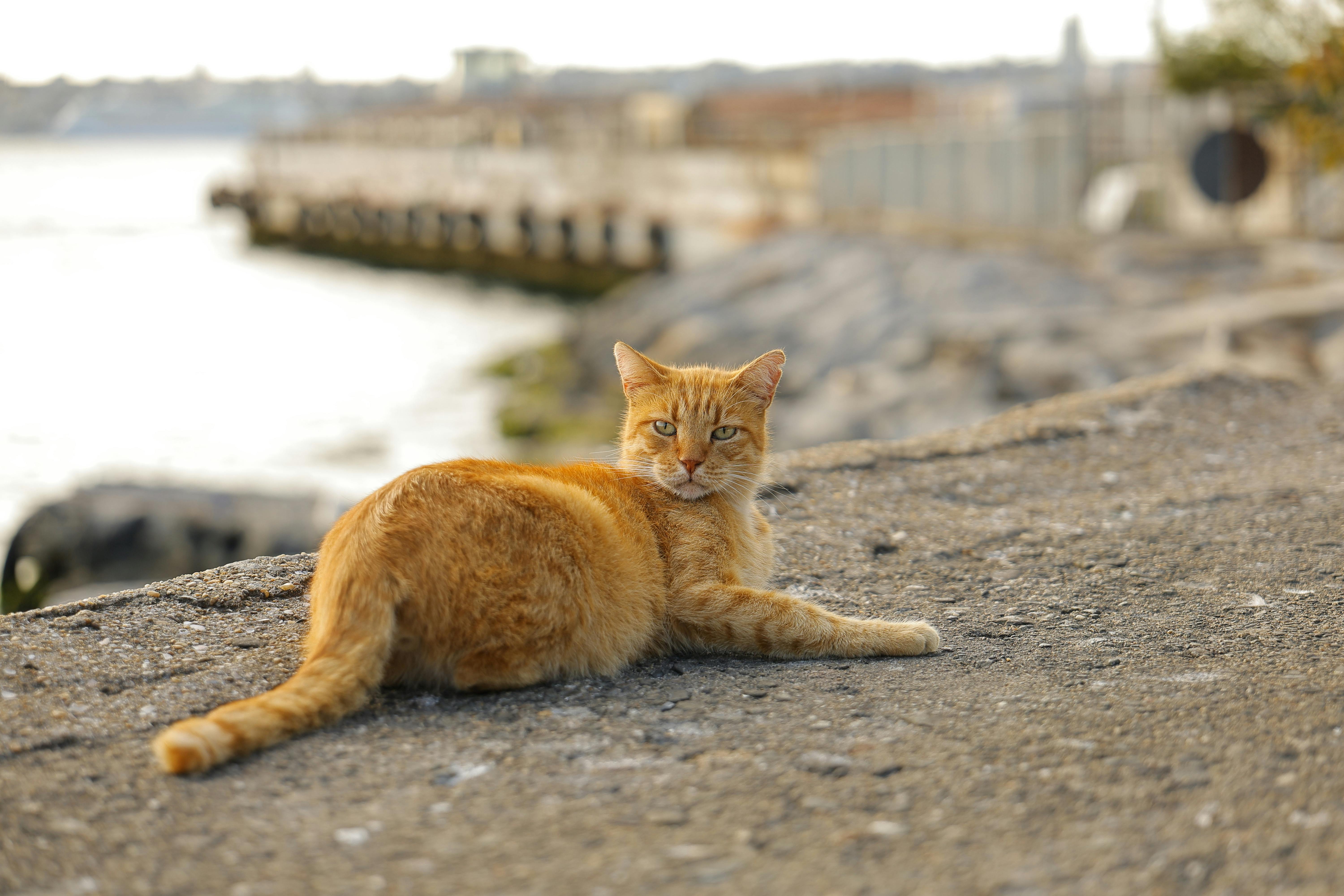 Cat Trace Photos, Download The BEST Free Cat Trace Stock Photos & HD Images