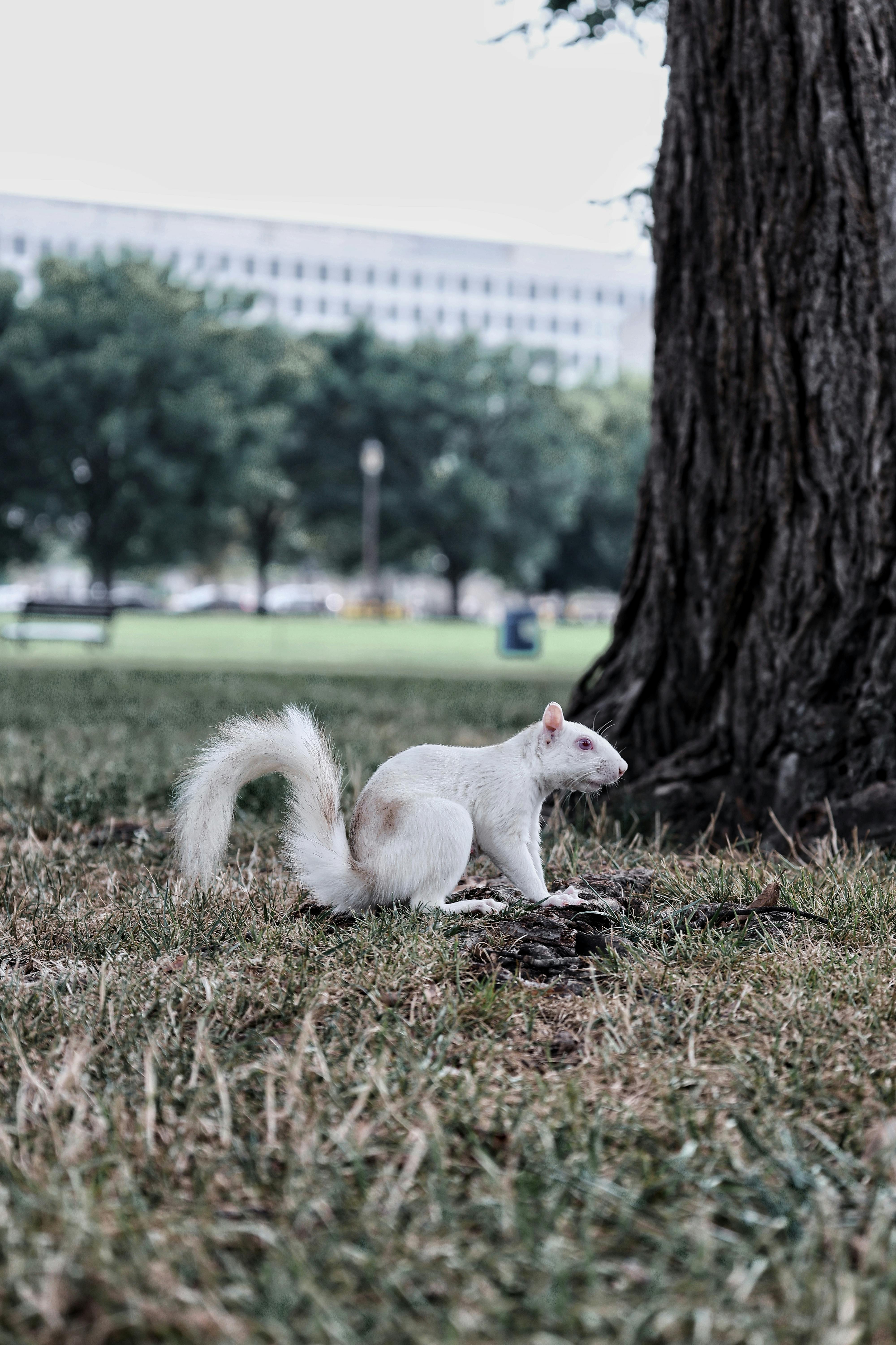 Cute+Kitten+Pfp Photos, Download The BEST Free Cute+Kitten+Pfp Stock ...