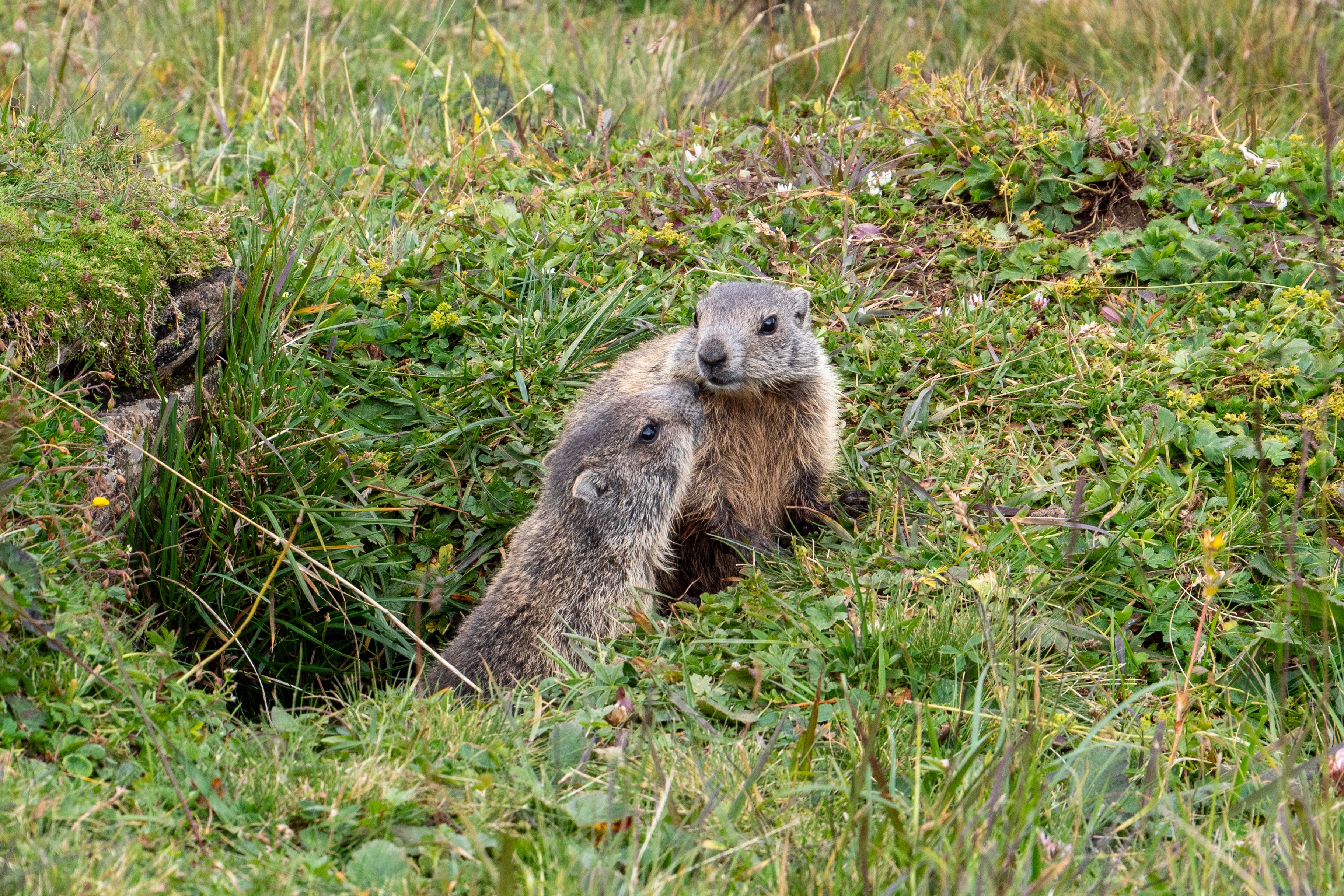 Groundhog Photos, Download The BEST Free Groundhog Stock Photos & HD Images