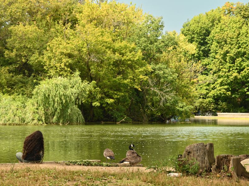 Duck+Pfp Photos, Download The BEST Free Duck+Pfp Stock Photos & HD Images