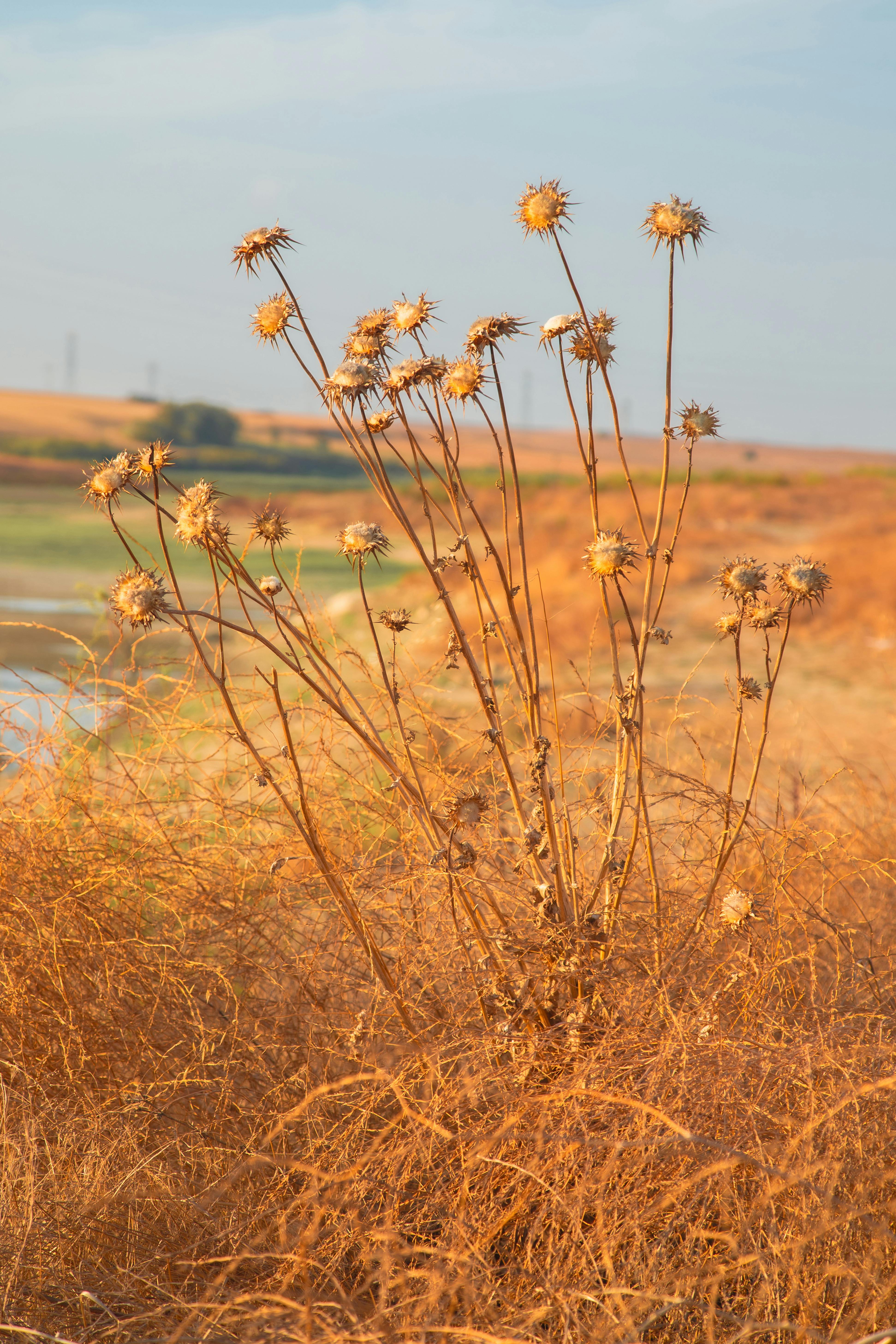 Sunset Over Dry Thistle Fields in Rural Landscape · Free Stock Photo