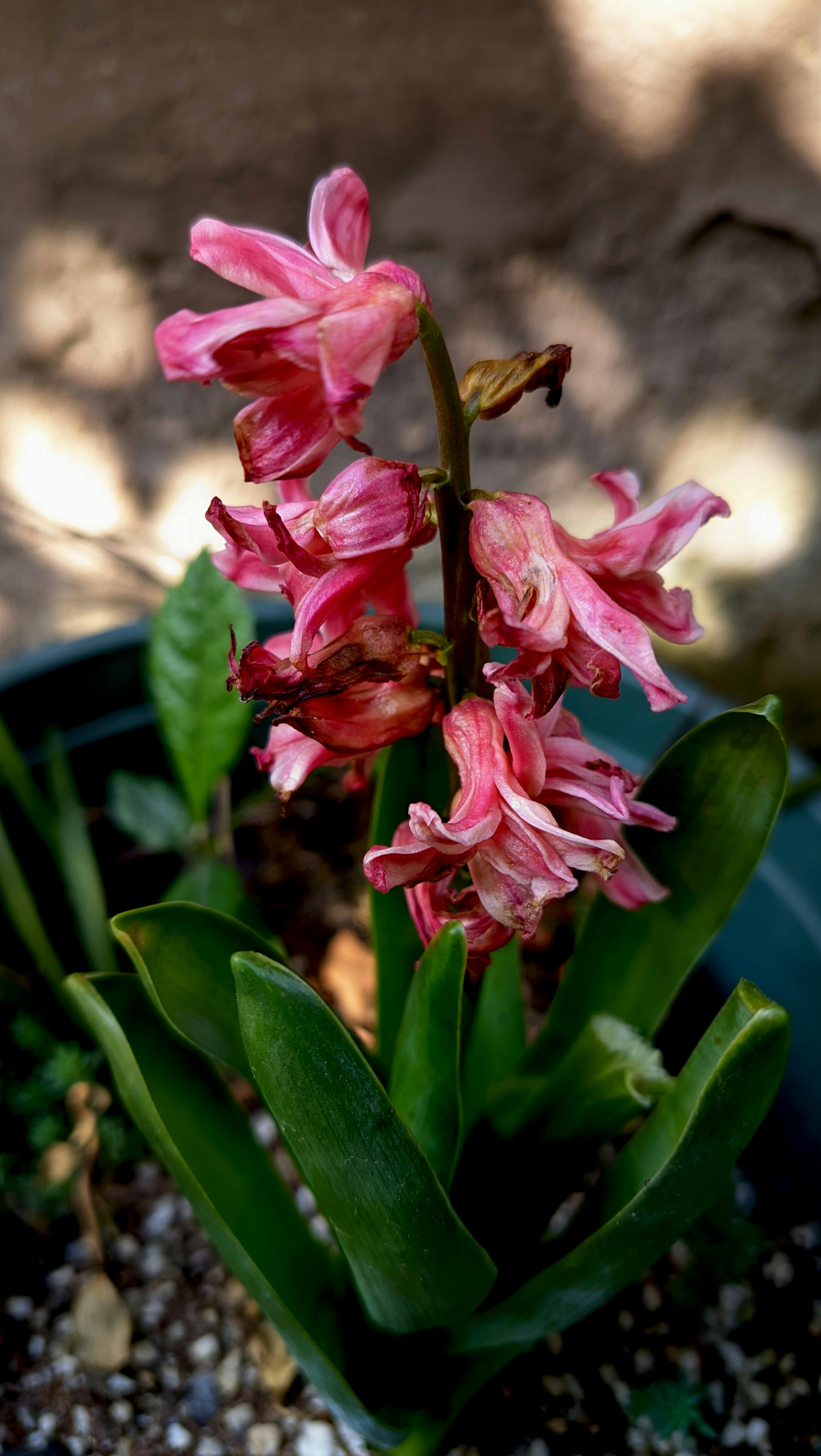 Goth+Girl+Pfp Photos, Download The BEST Free Goth+Girl+Pfp Stock Photos ...