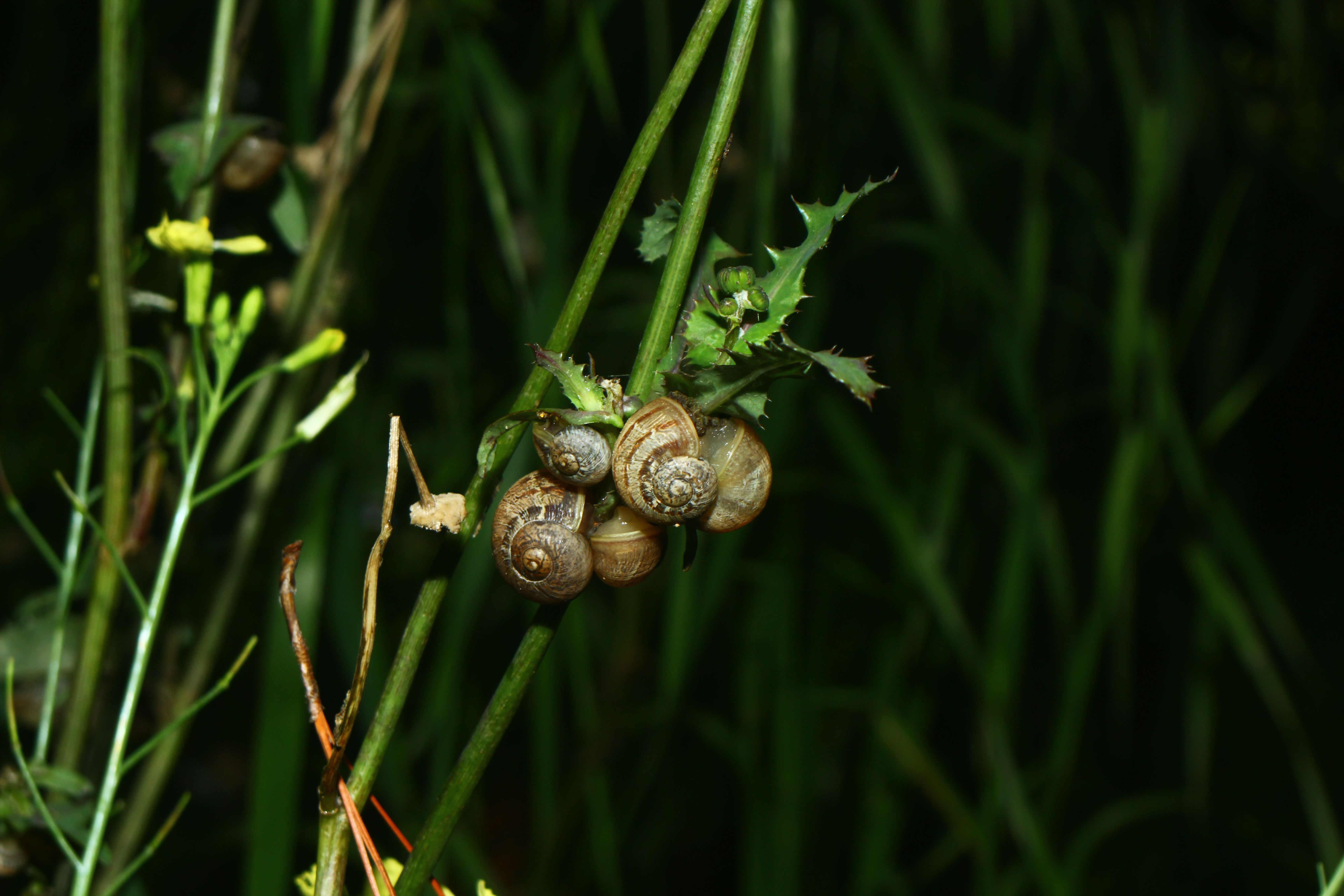 Close-up of Snails on Green Stems in Natural Setting · Free Stock Photo