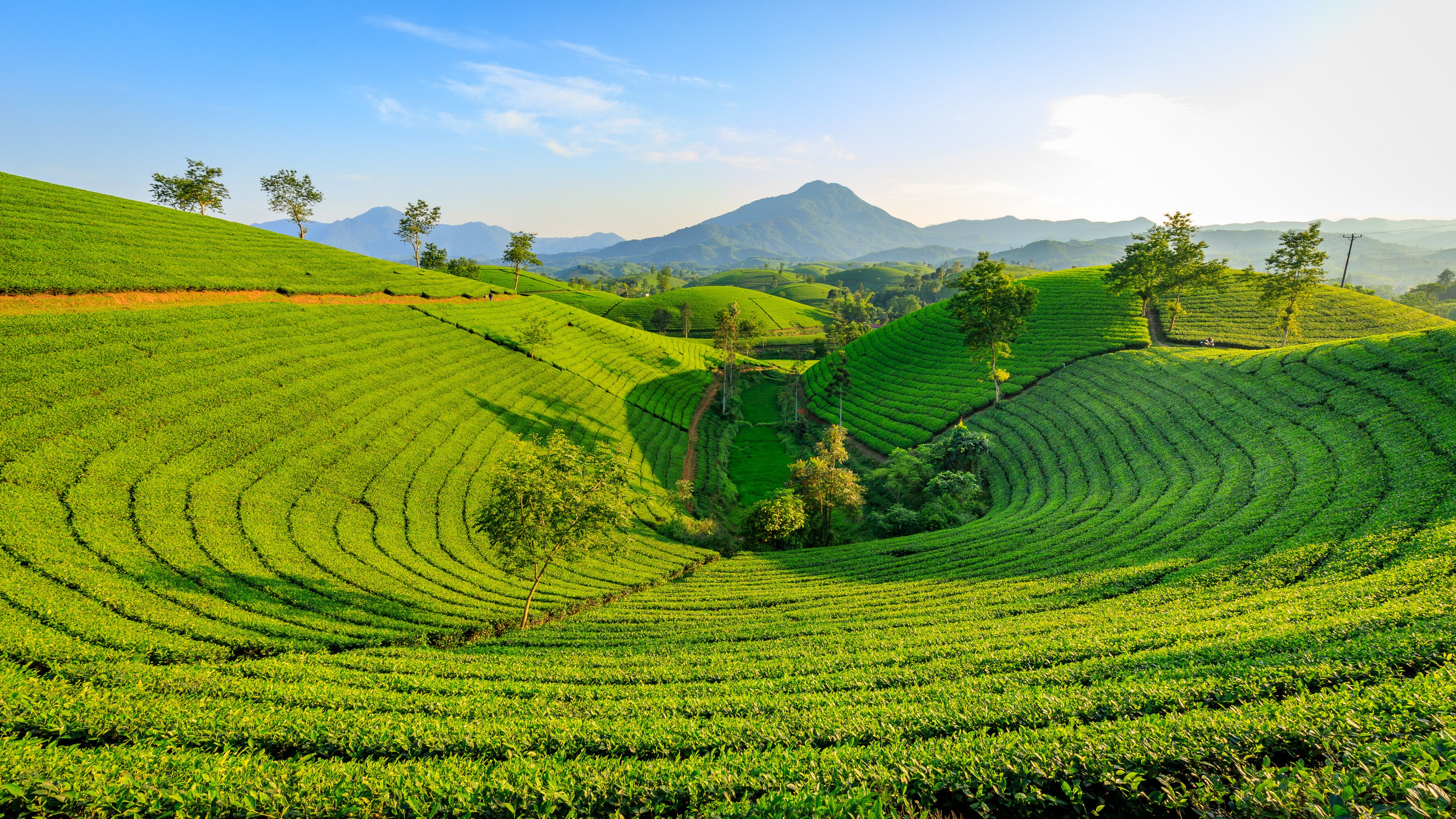 Những đồn điền Chè Tươi Tốt ở Phú Thọ, Việt Nam · Ảnh có sẵn miễn phí
