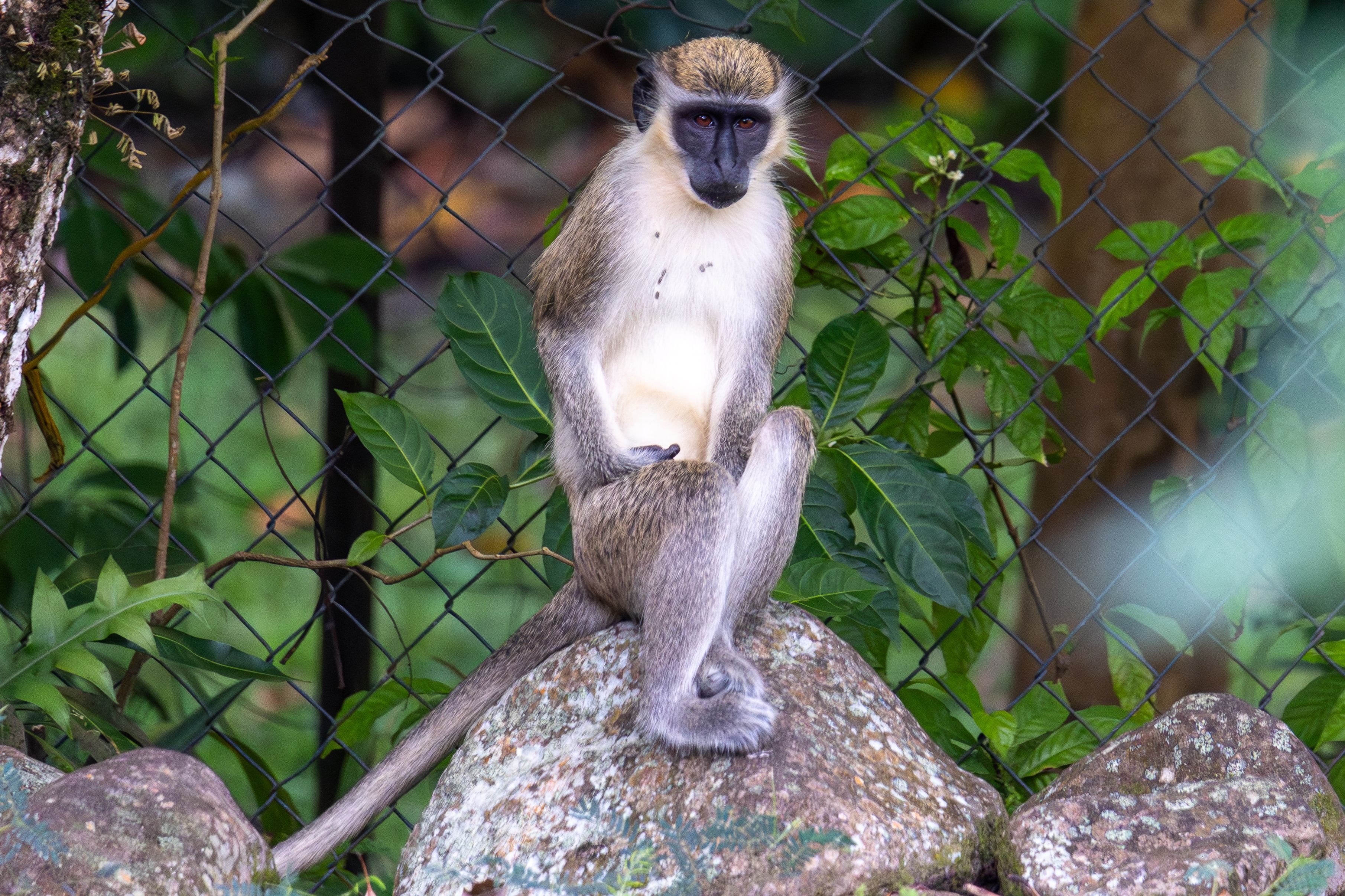 Green Vervet Monkey Relaxing on Rocks · Free Stock Photo
