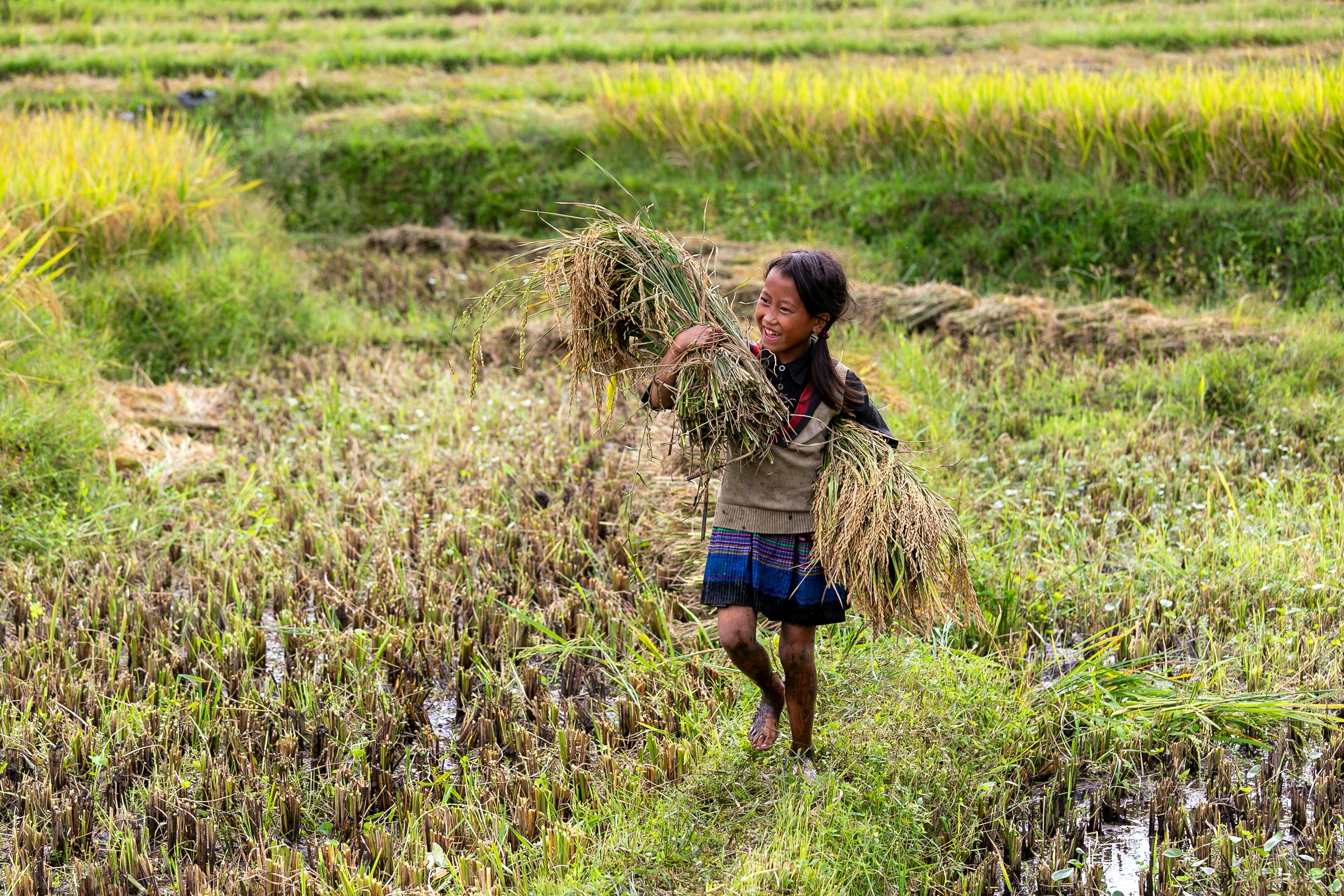 Paddy Field Photos, Download The BEST Free Paddy Field Stock Photos ...