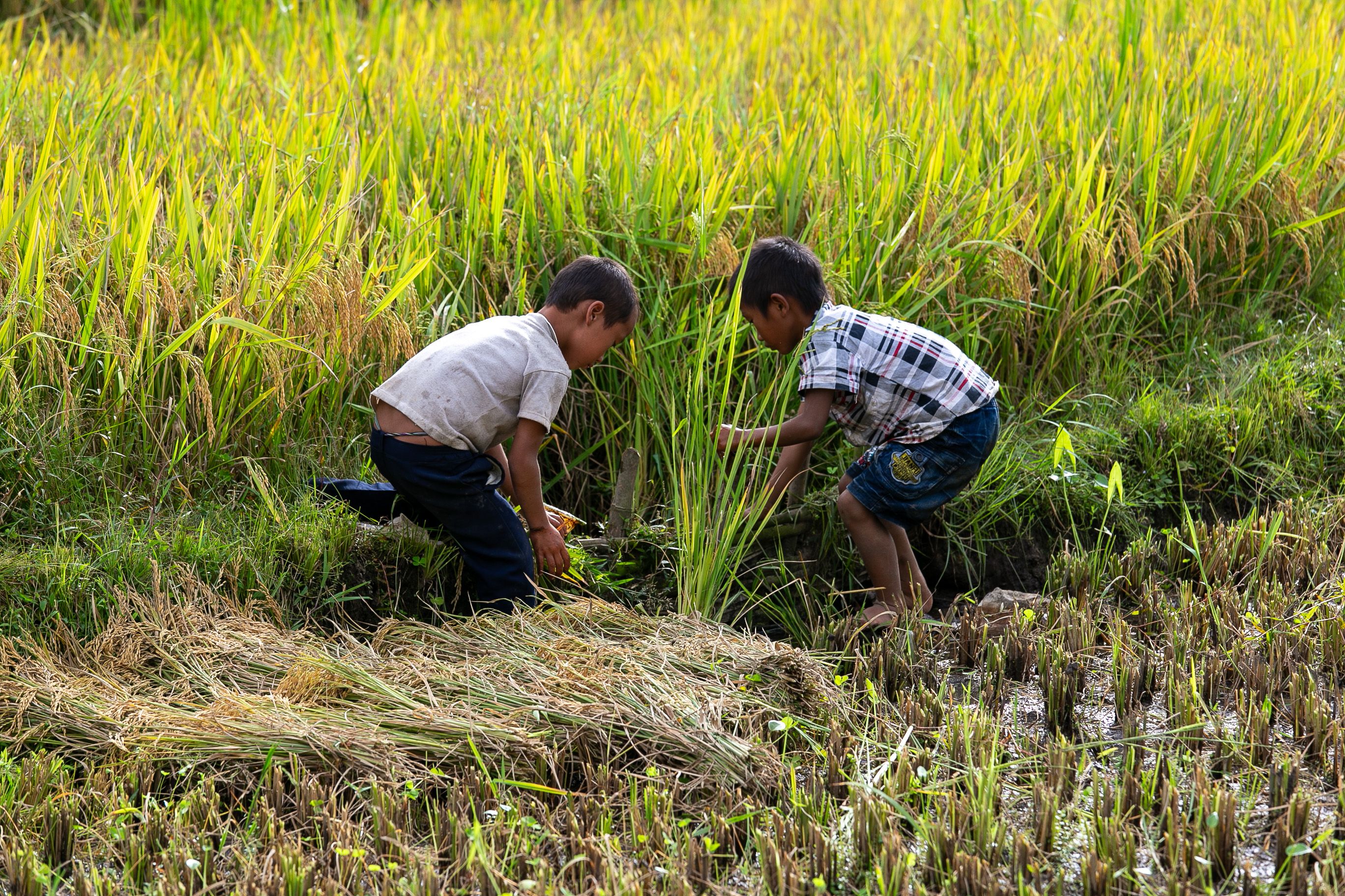 Children Playing In Field Photos, Download The BEST Free Children ...