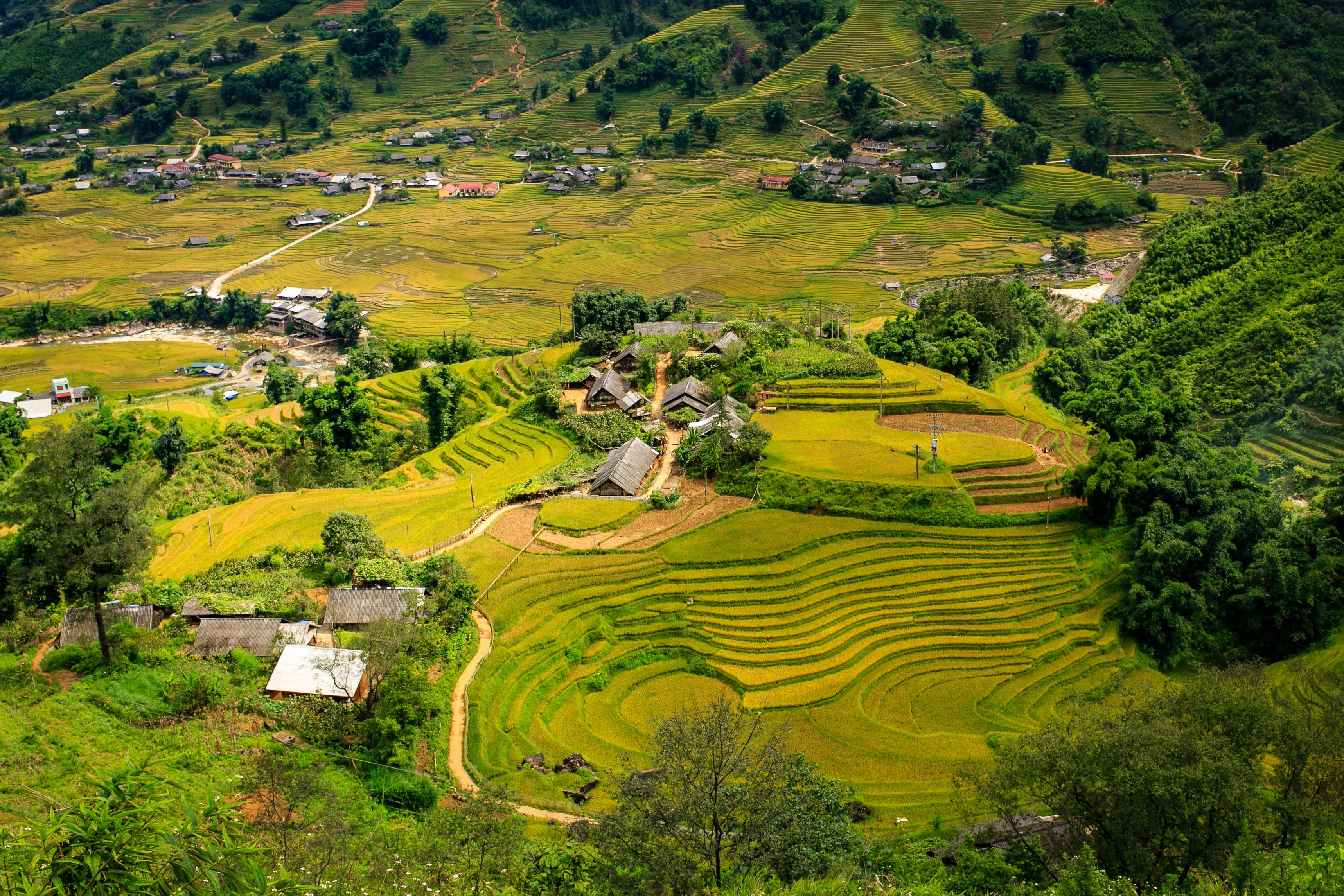 Scenic Rice Terraces in Hà Giang, Vietnam · Free Stock Photo