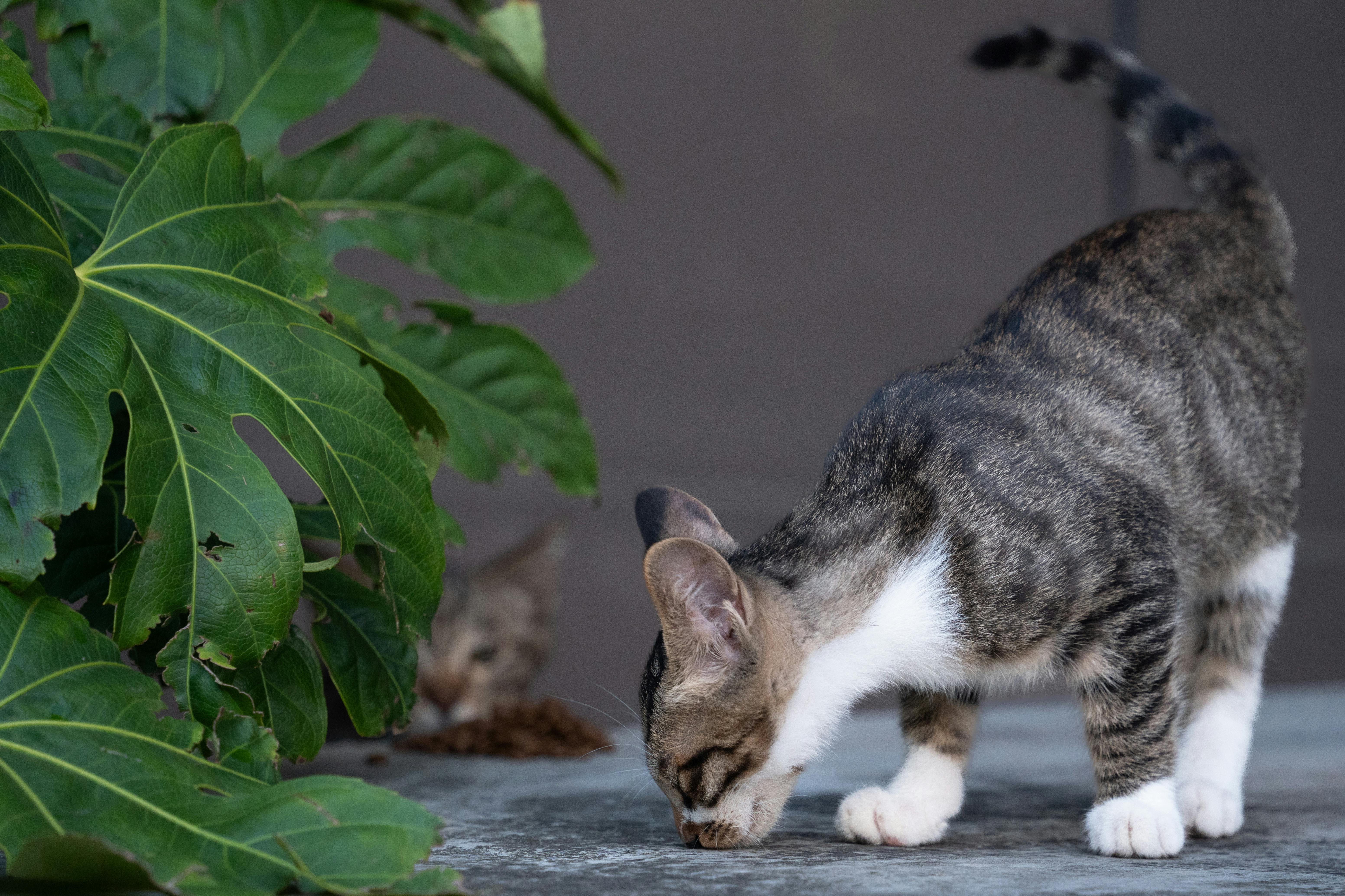 Cute+Kitten+Pfp Photos, Download The BEST Free Cute+Kitten+Pfp Stock ...