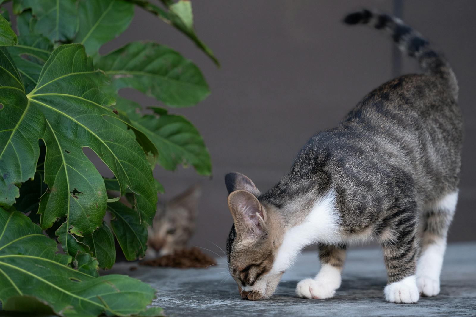 Cat Avatar Photos, Download The BEST Free Cat Avatar Stock Photos & HD ...