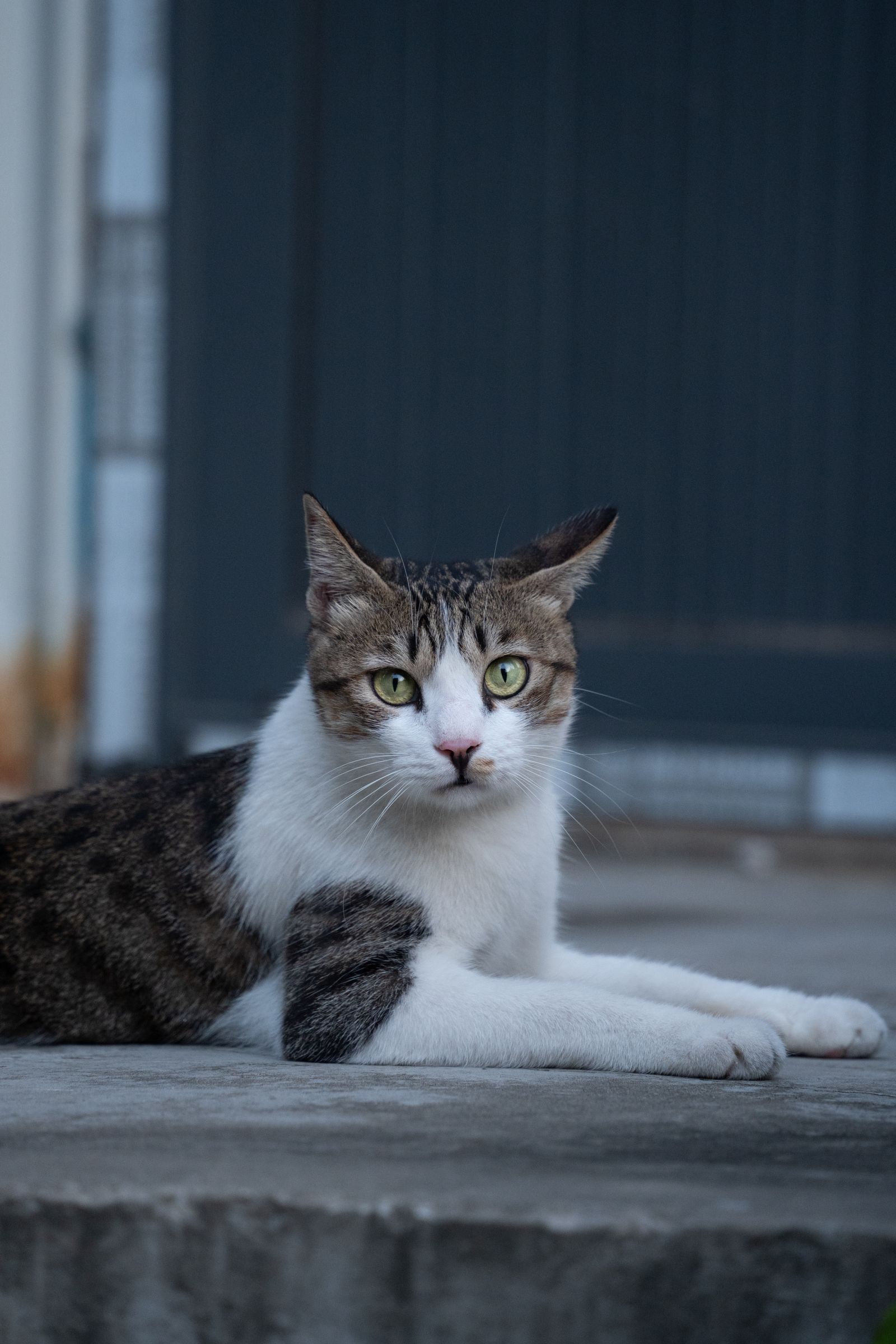 Cat Poses Photos, Download The BEST Free Cat Poses Stock Photos & HD Images