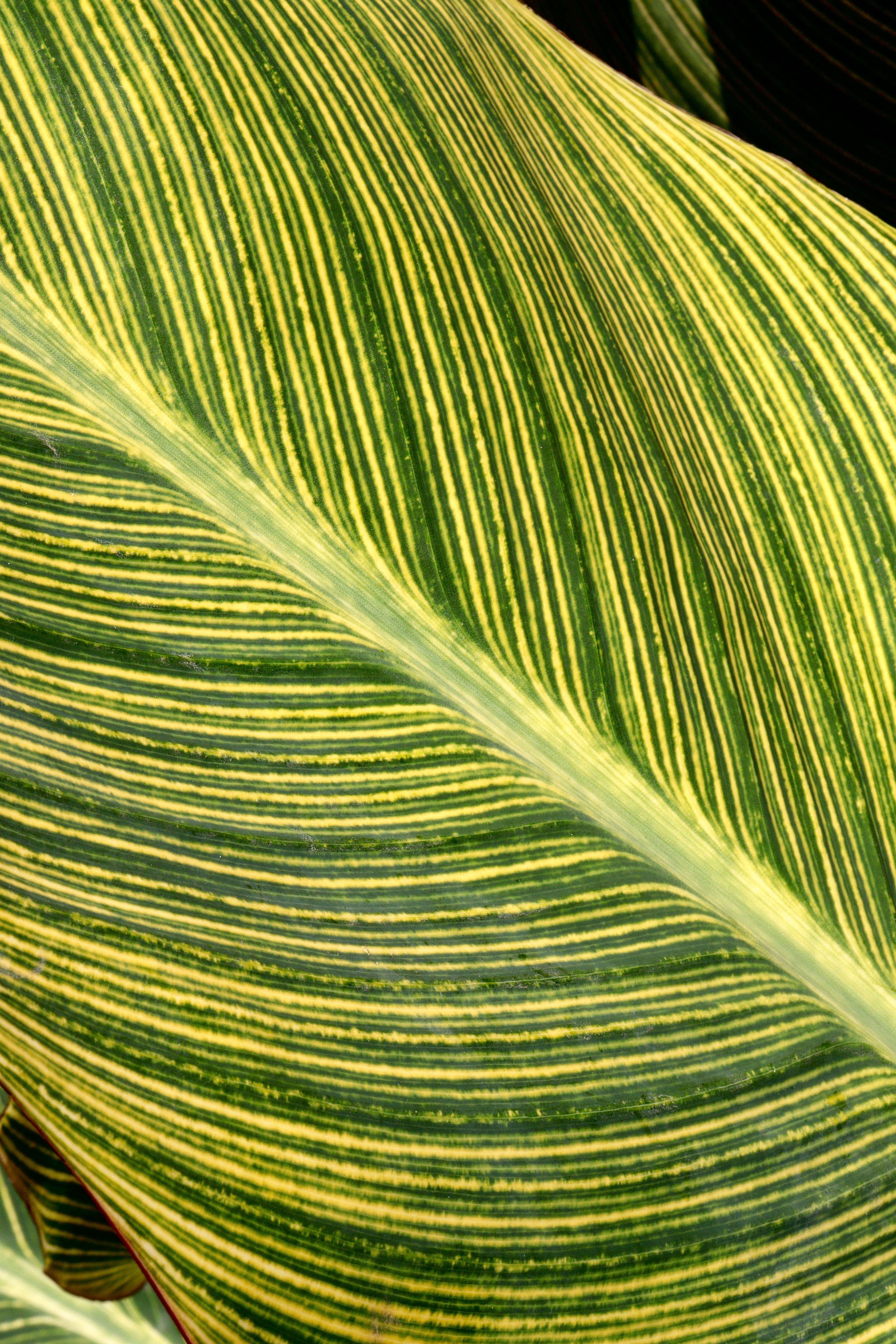Vibrant Variegated Leaf Close-Up · Free Stock Photo