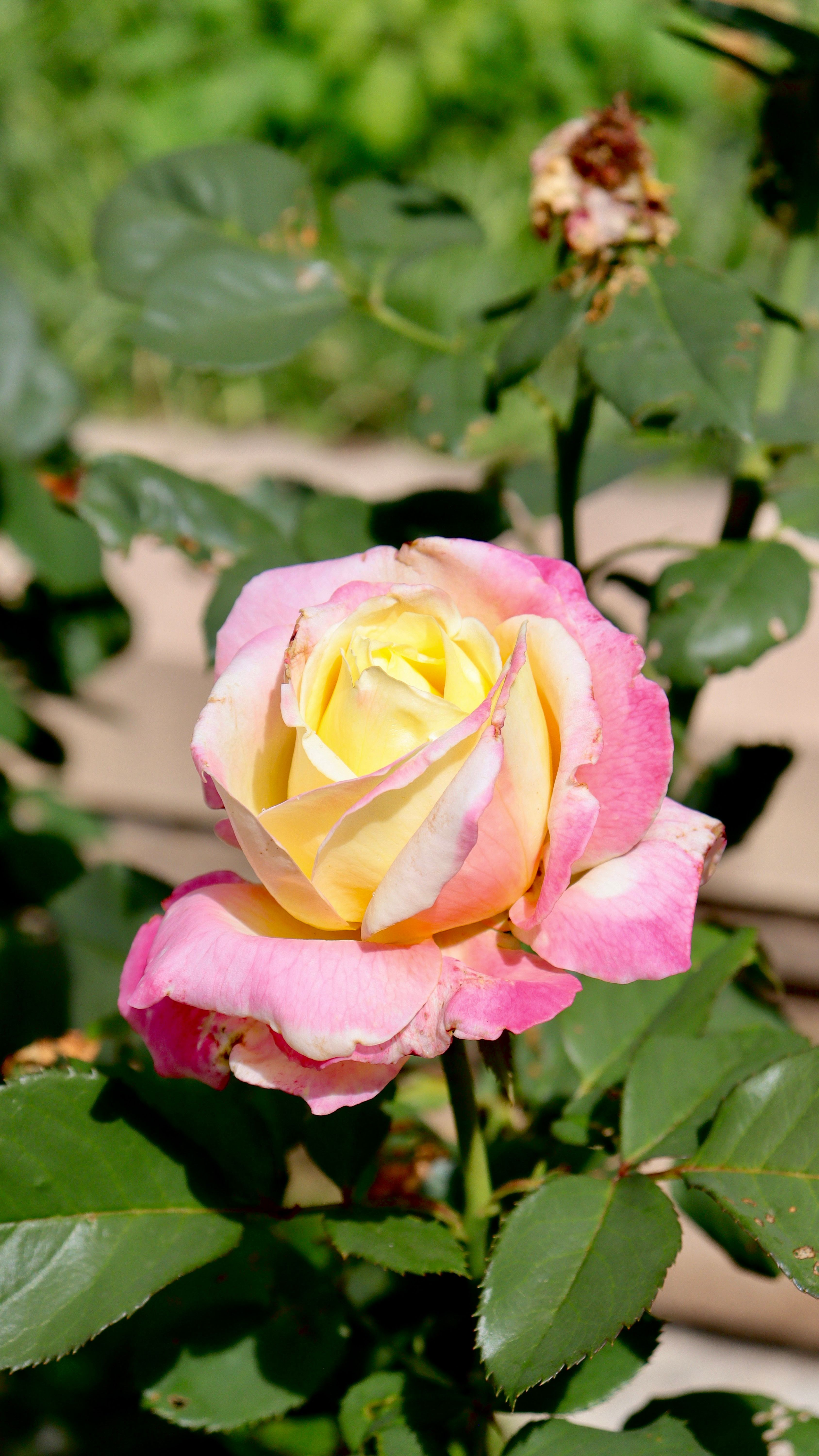 Rose Cartoons Photos, Download The BEST Free Rose Cartoons Stock Photos ...