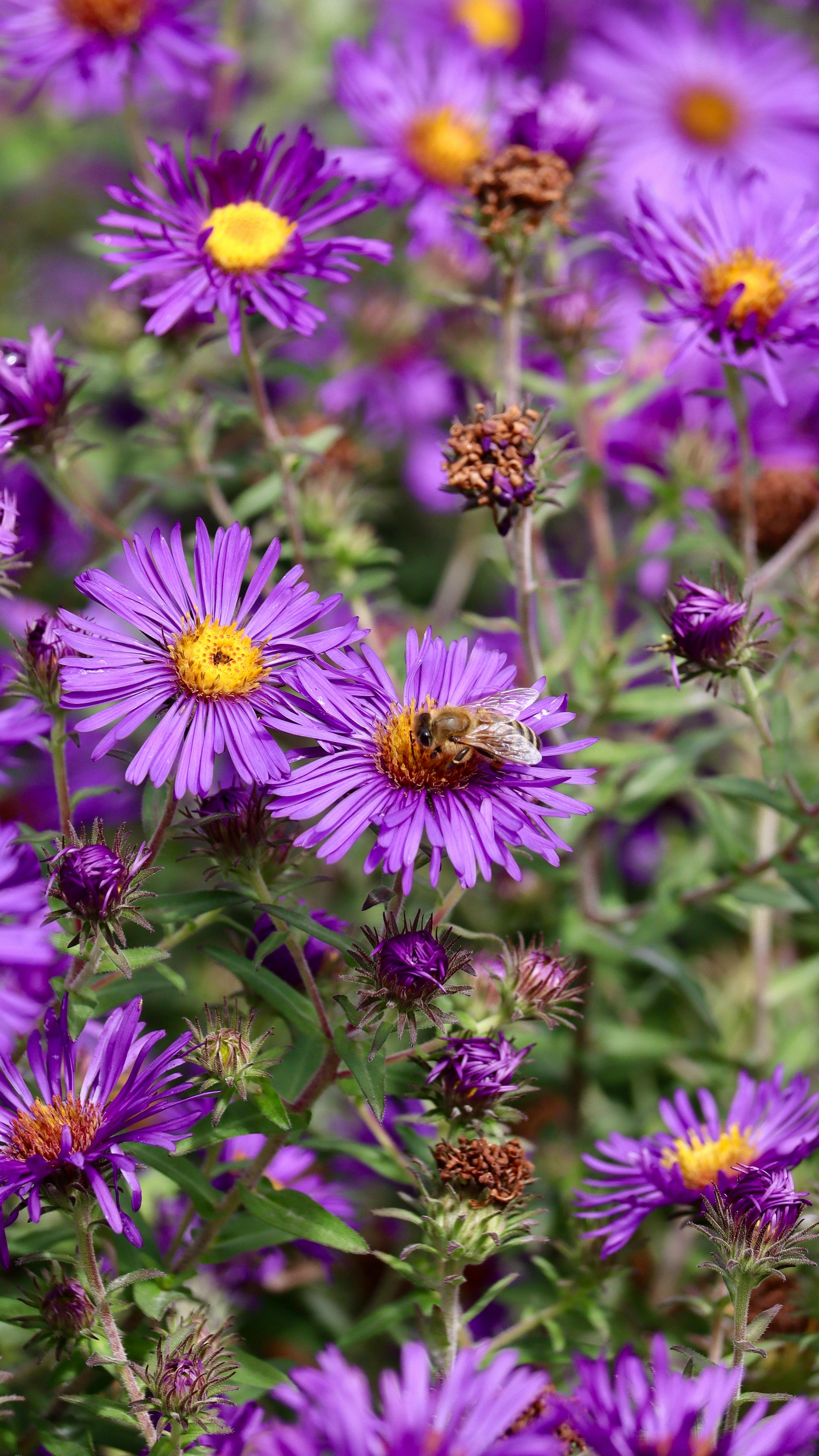 Pollen Photos, Download The BEST Free Pollen Stock Photos & HD Images