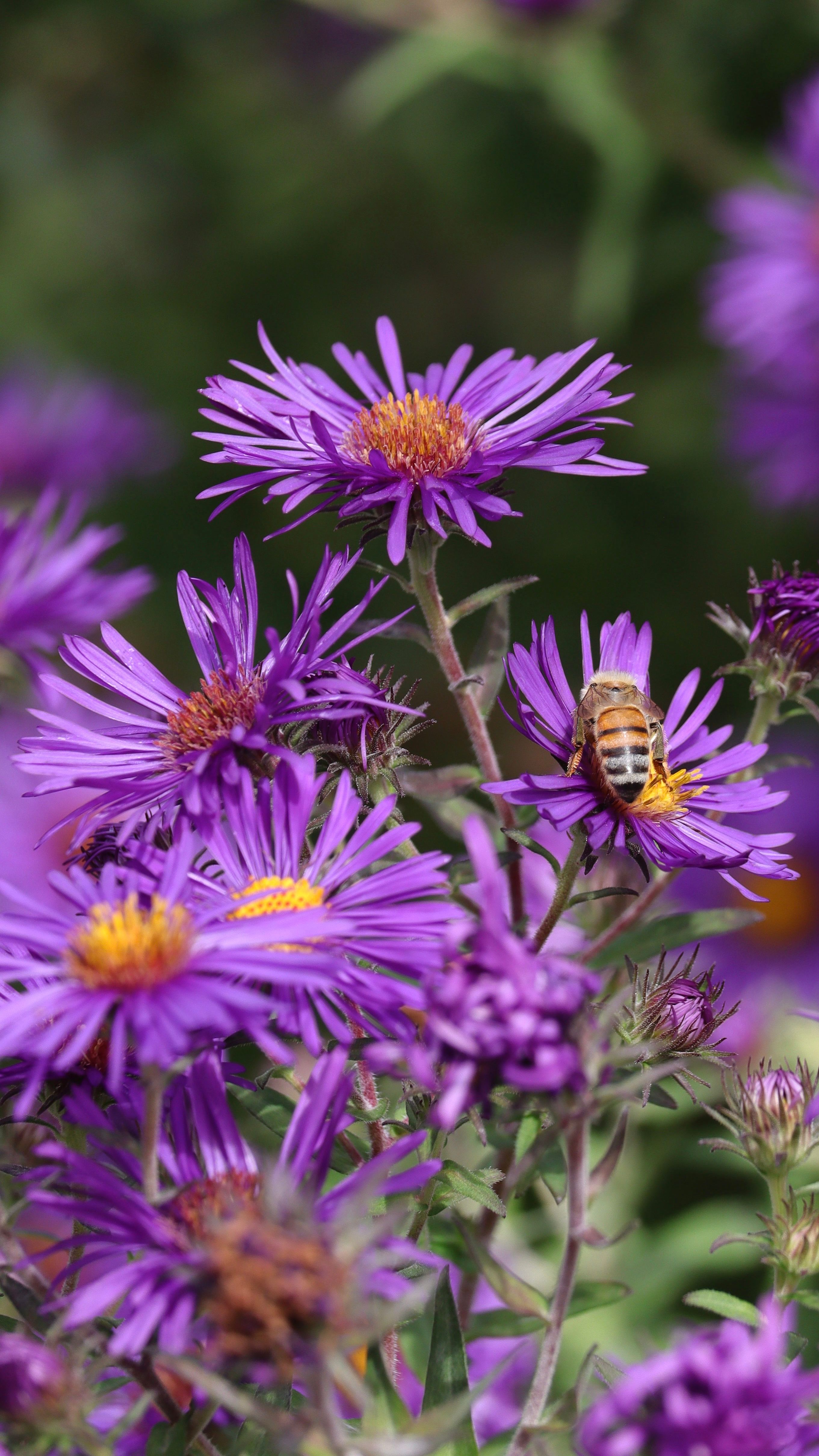 Cartoon Bee Photos, Download The BEST Free Cartoon Bee Stock Photos ...