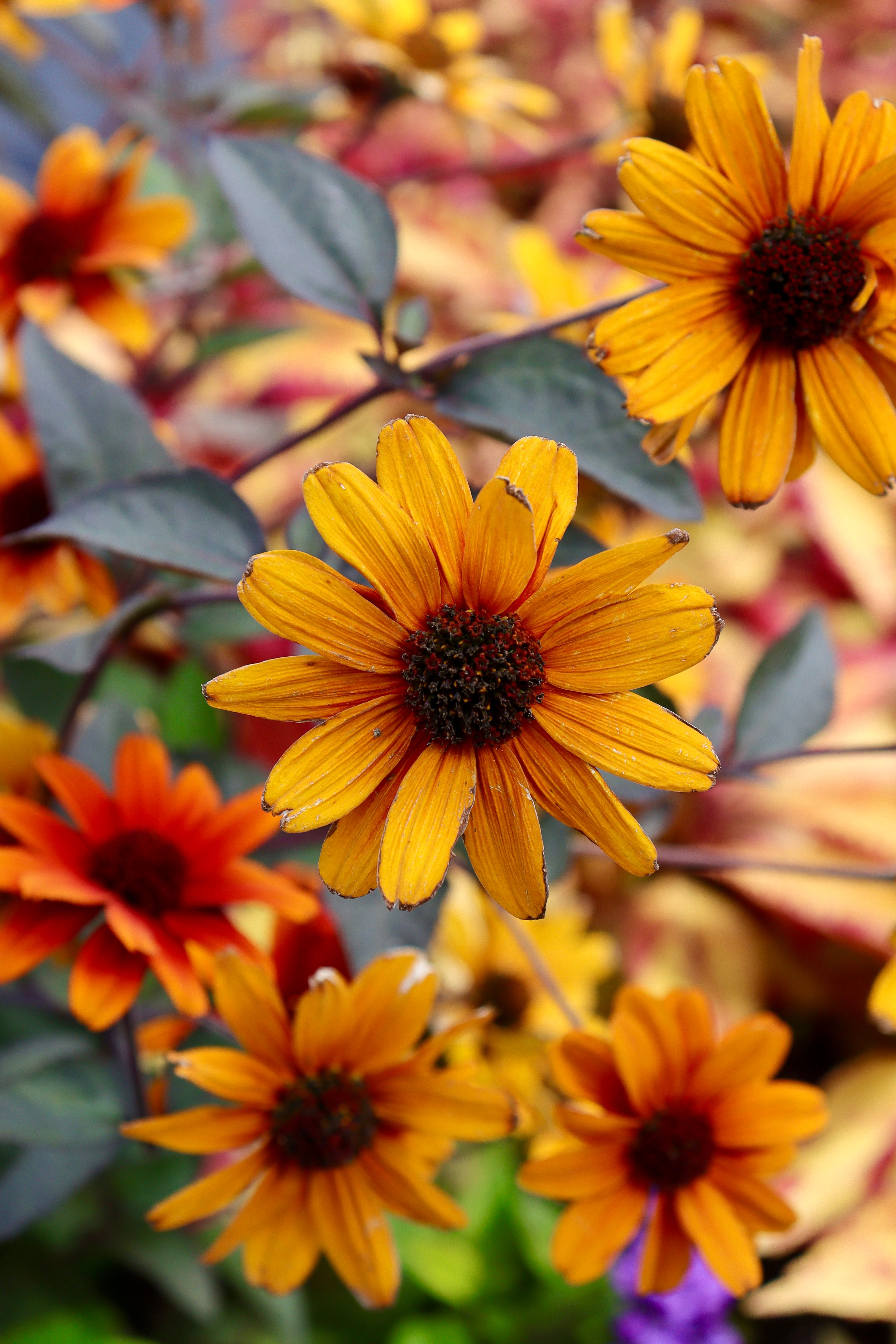 Natural Flowers Photos, Download The BEST Free Natural Flowers Stock ...