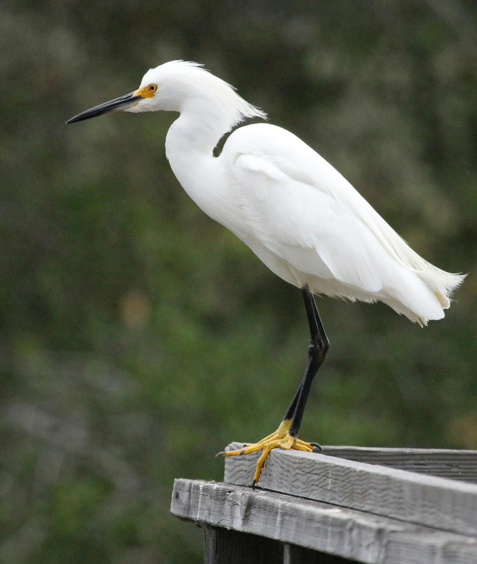 Aishah+Sofey+Feet Photos, Download The BEST Free Aishah+Sofey+Feet ...