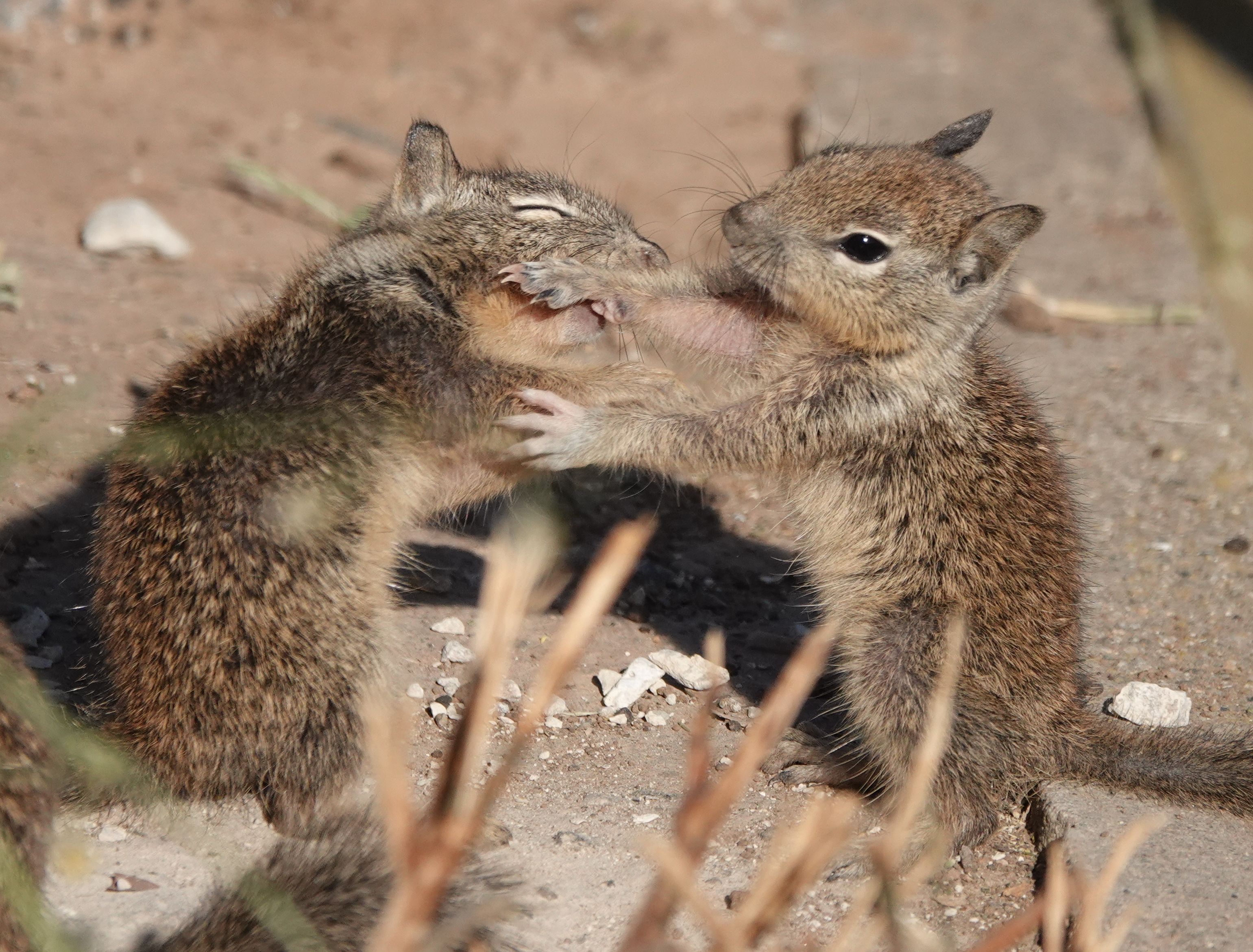 Desert Rodents Photos, Download The BEST Free Desert Rodents Stock ...
