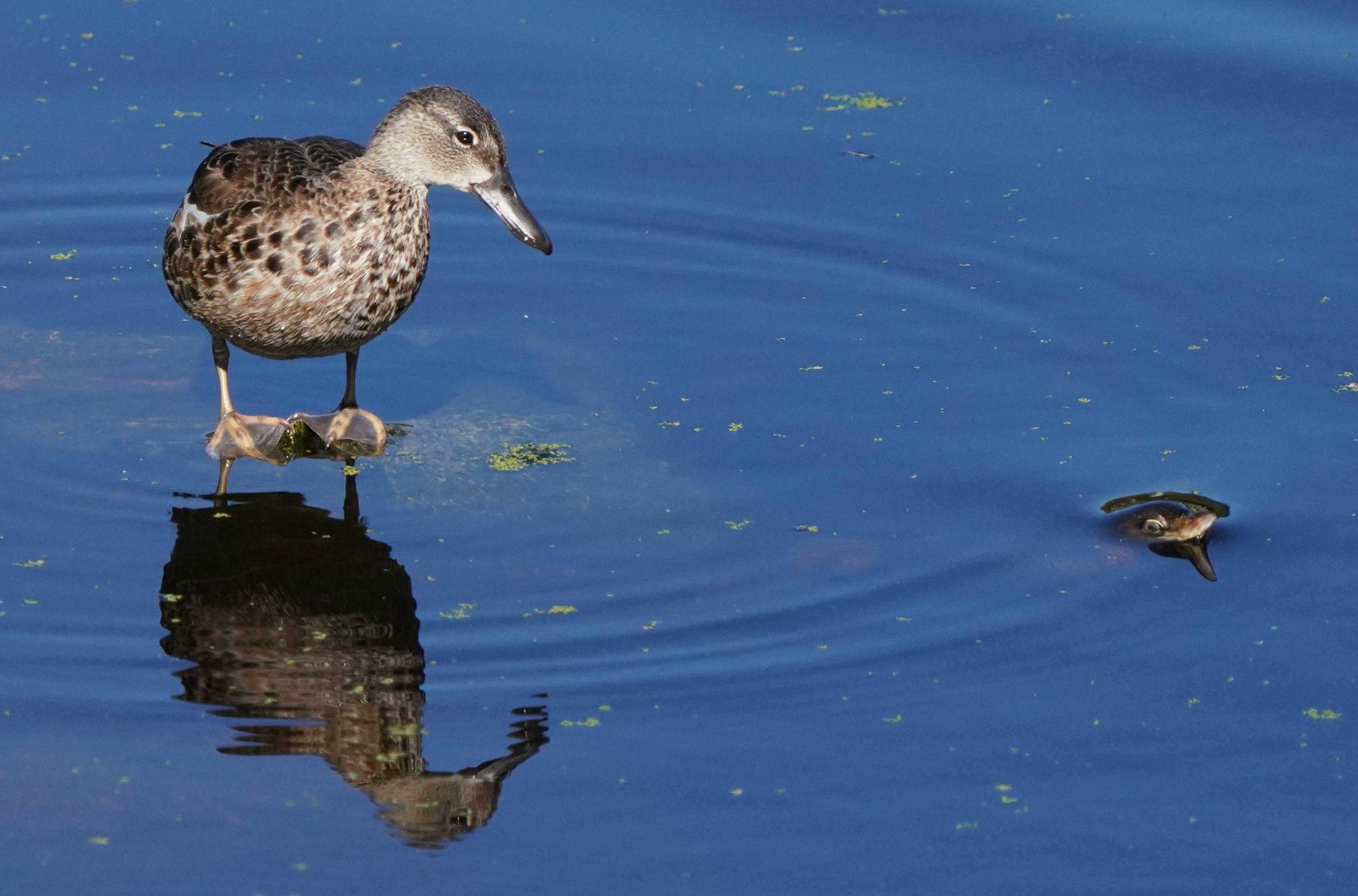 Duck+Pfp Photos, Download The BEST Free Duck+Pfp Stock Photos & HD Images