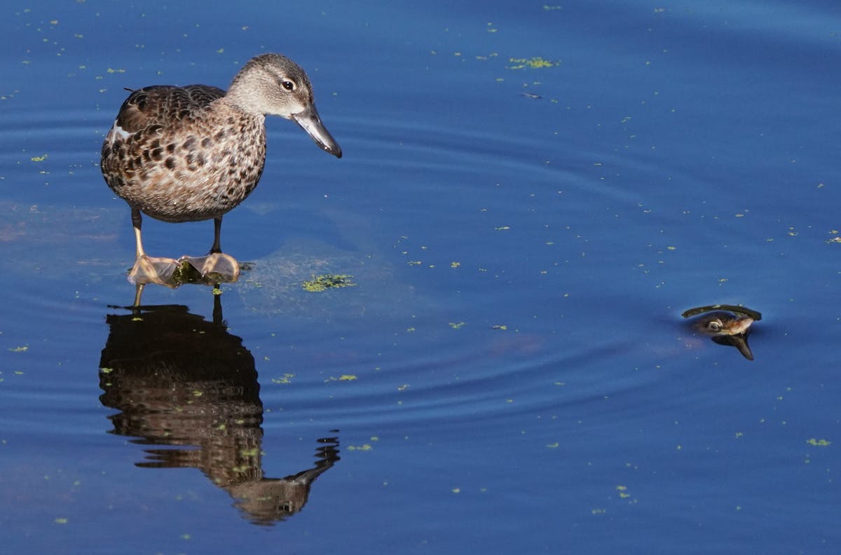 Duck+Pfp Photos, Download The BEST Free Duck+Pfp Stock Photos & HD Images