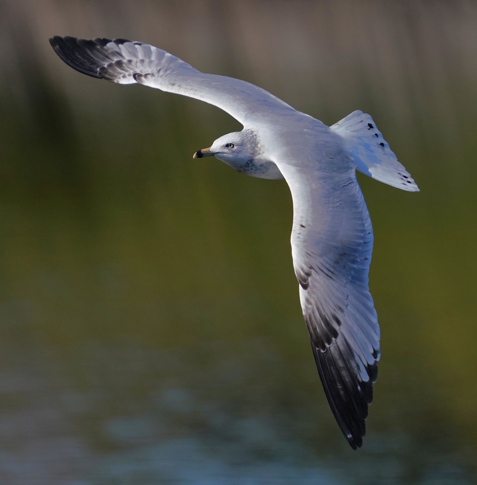 Seagull Flying Photos, Download The BEST Free Seagull Flying Stock ...