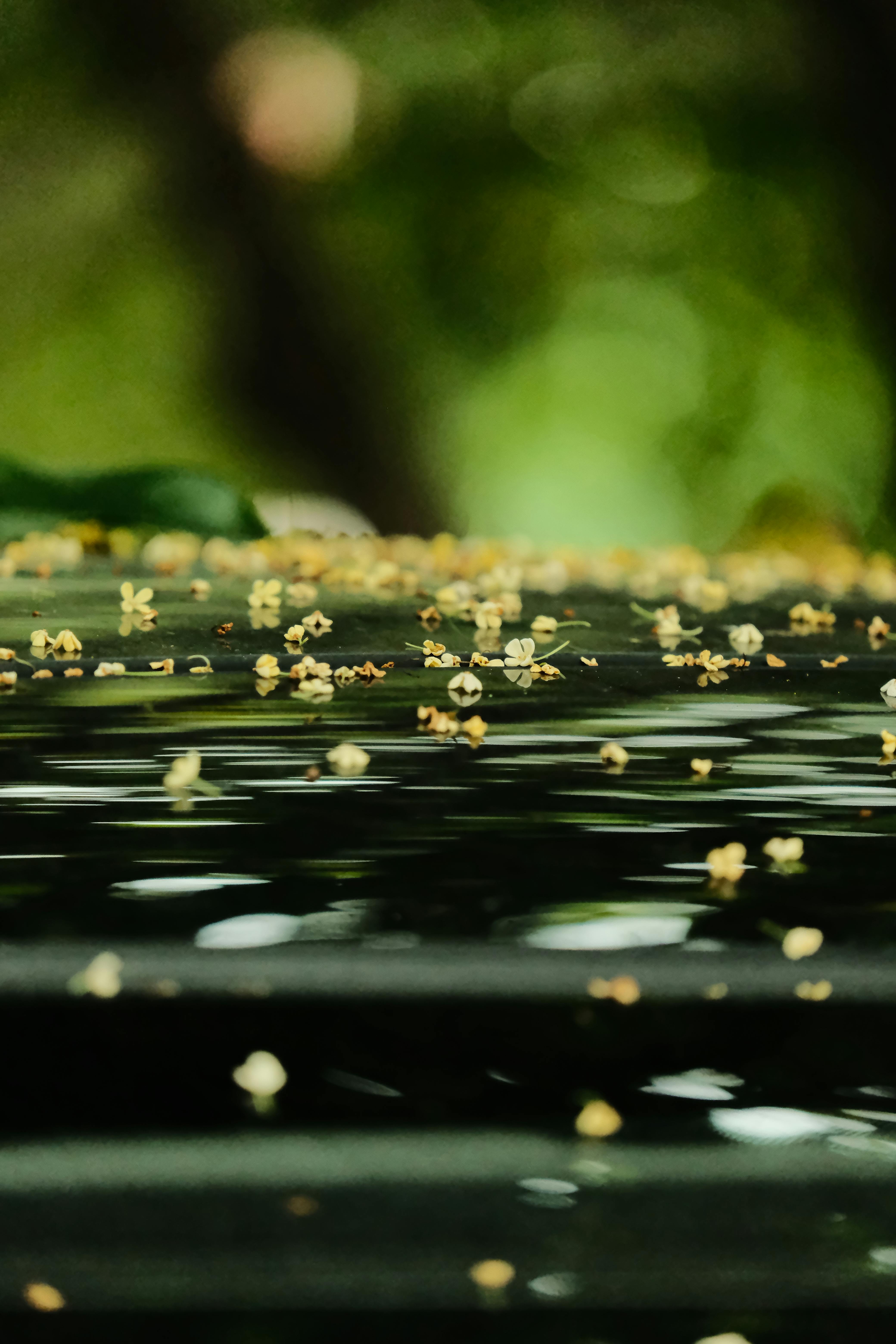 Wet Rat Photos, Download The BEST Free Wet Rat Stock Photos & HD Images