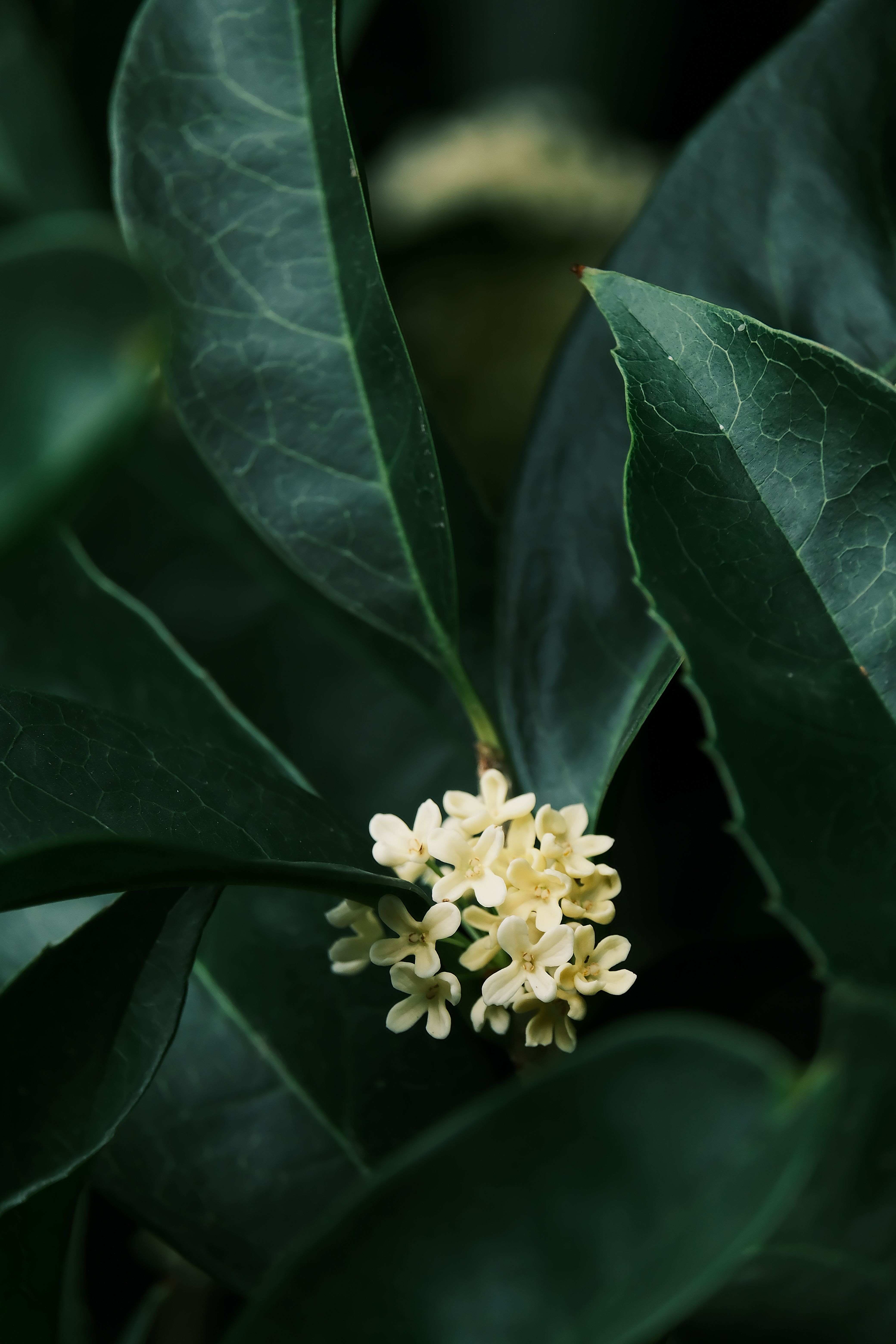 Close-Up of Fragrant Olive Flowers and Leaves · Free Stock Photo