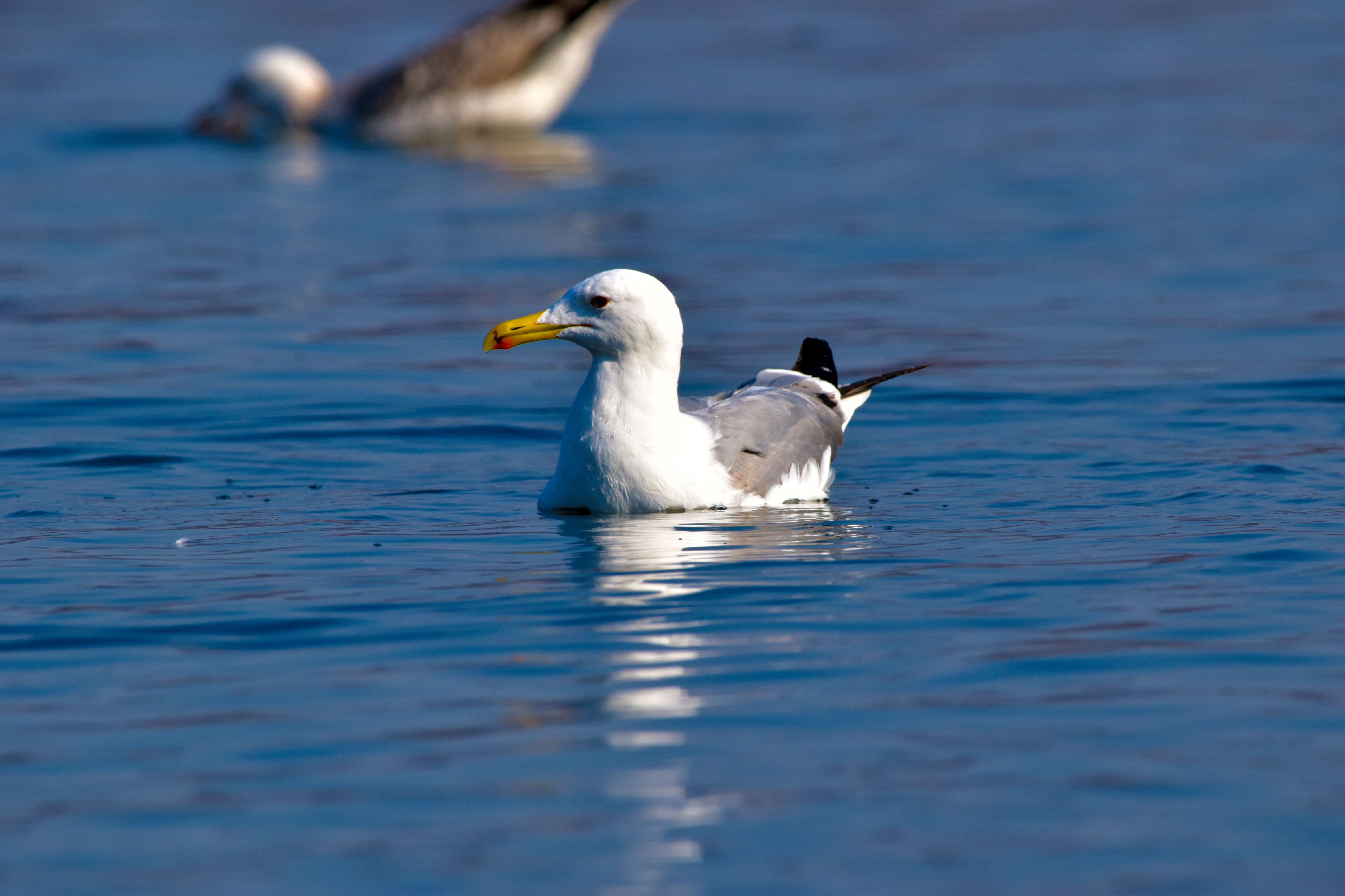 Seagull Floating on Tranquil Blue Water · Free Stock Photo