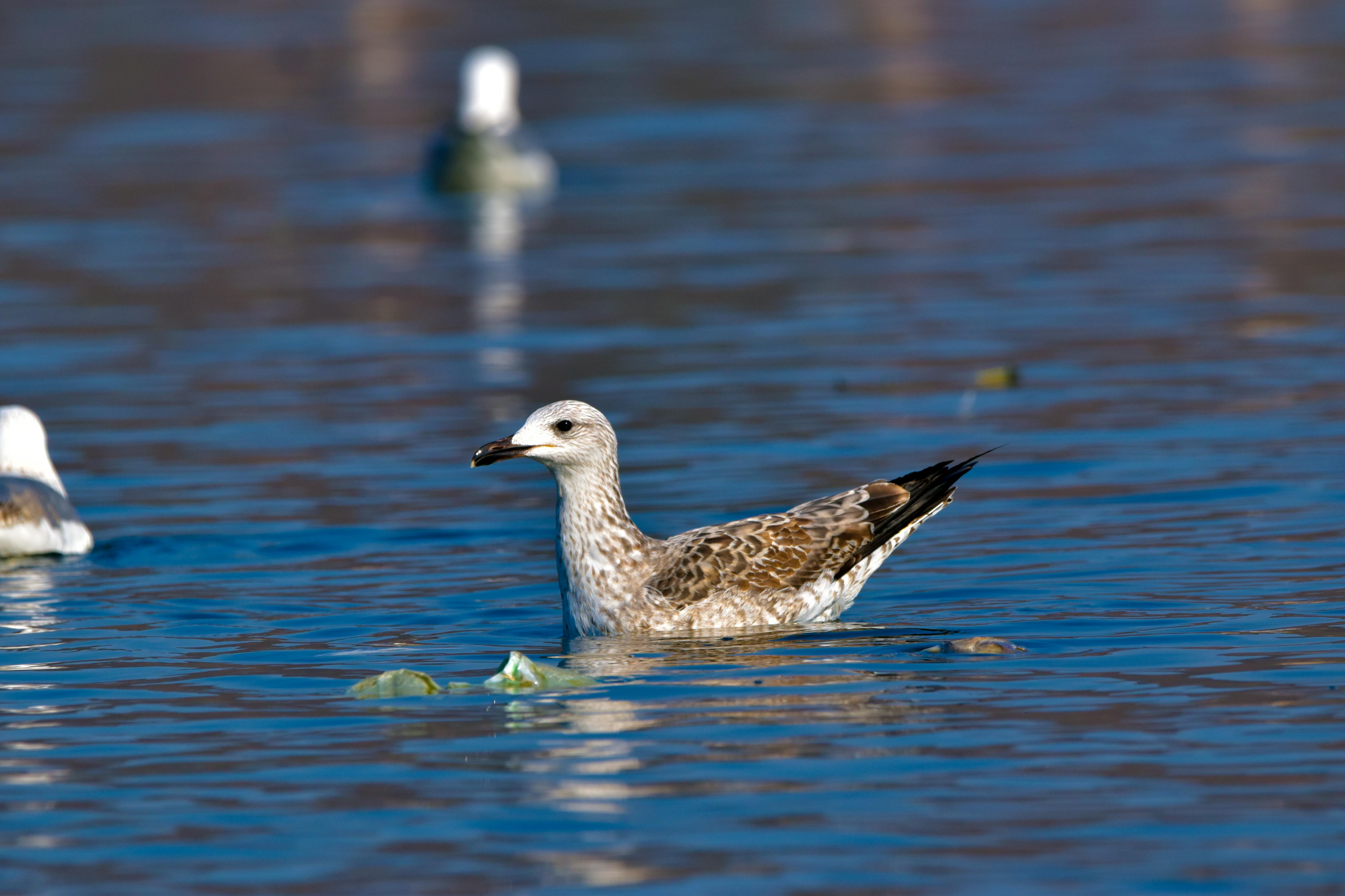 Shiziguan+Floating+Bridge+In+Hubei,+China Photos, Download The BEST ...