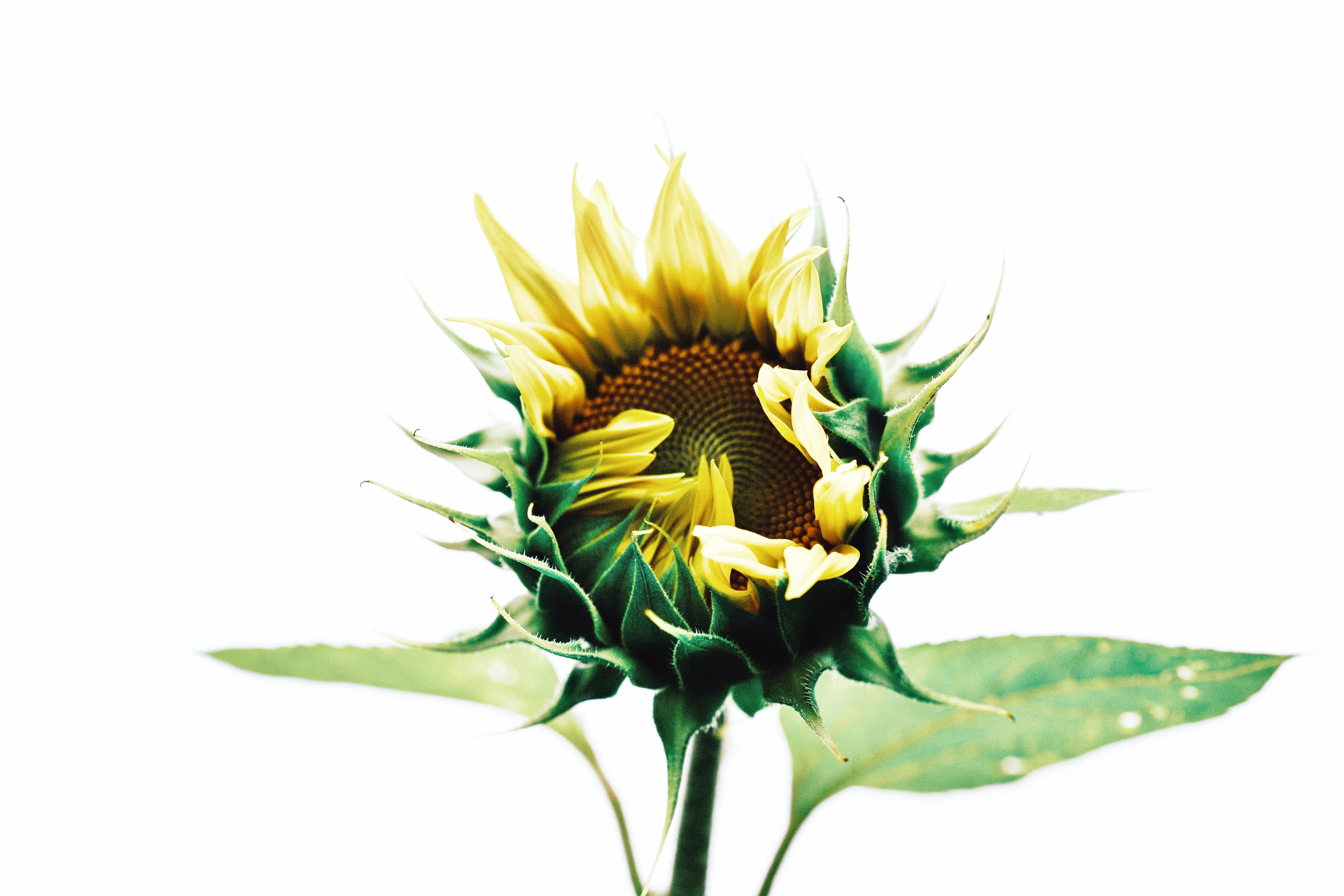 Green Flower Bg Isolated Photos, Download The BEST Free Green Flower Bg ...