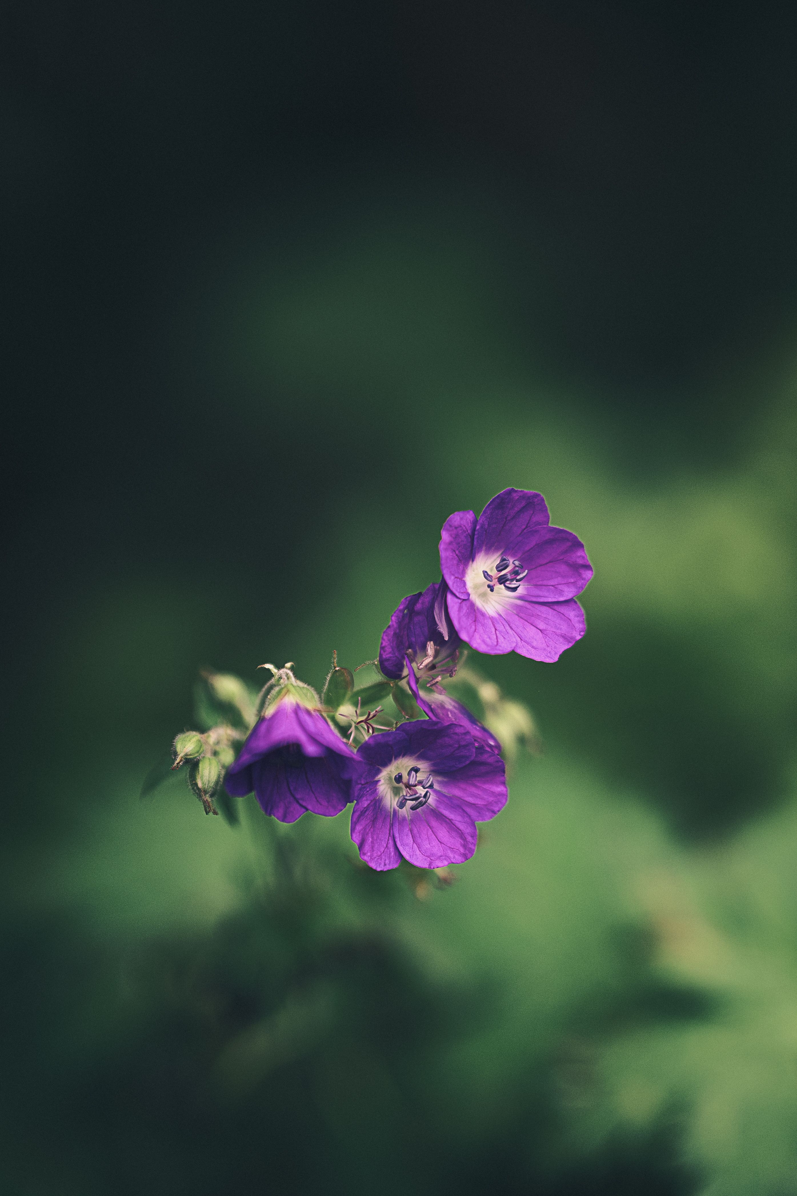 Delicate Purple Flowers on a Blurred Background · Free Stock Photo