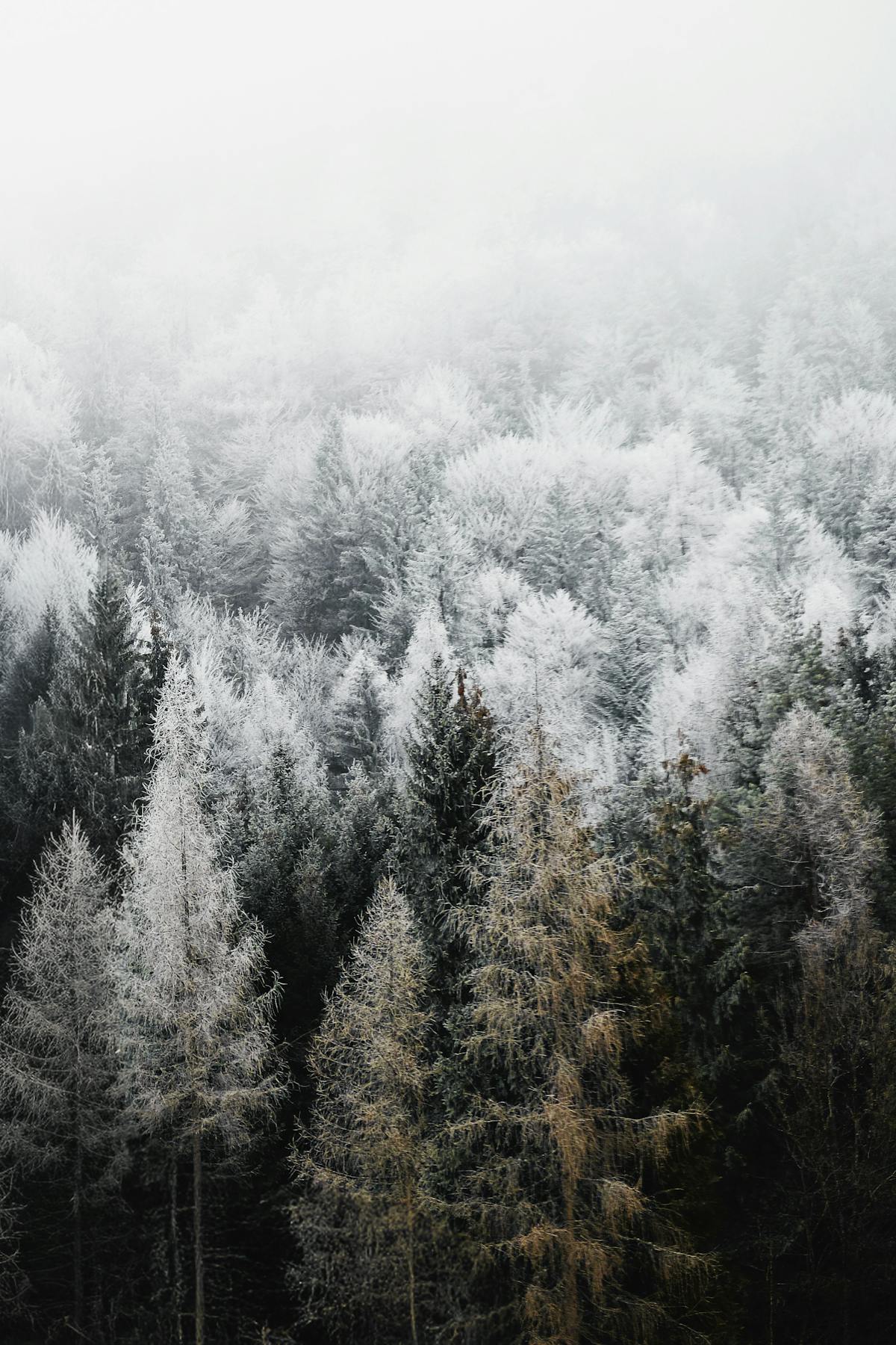 Winter Landscape Ryzhkov Olekandr Shutterstock Photos, Download The ...