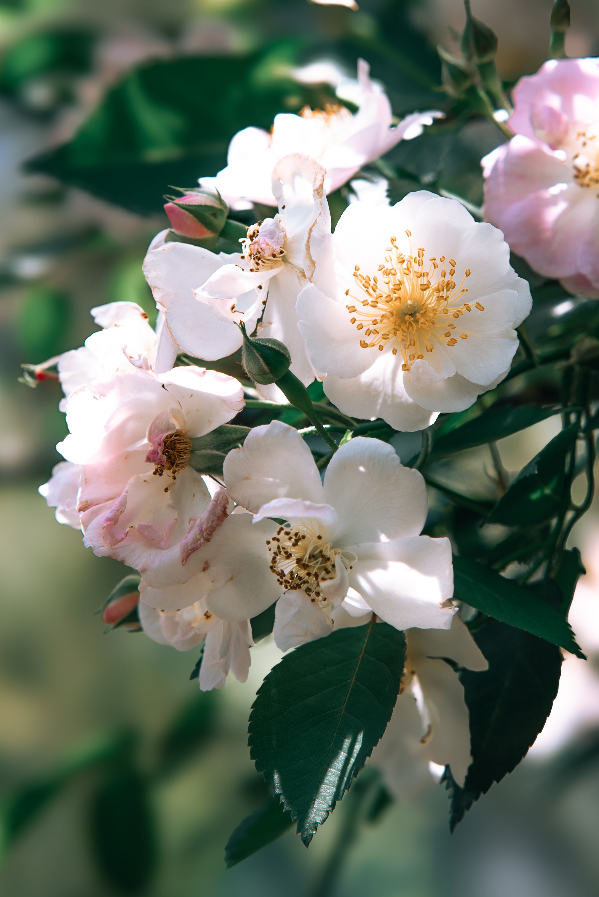 Tudor Rose Photos, Download The BEST Free Tudor Rose Stock Photos & HD ...