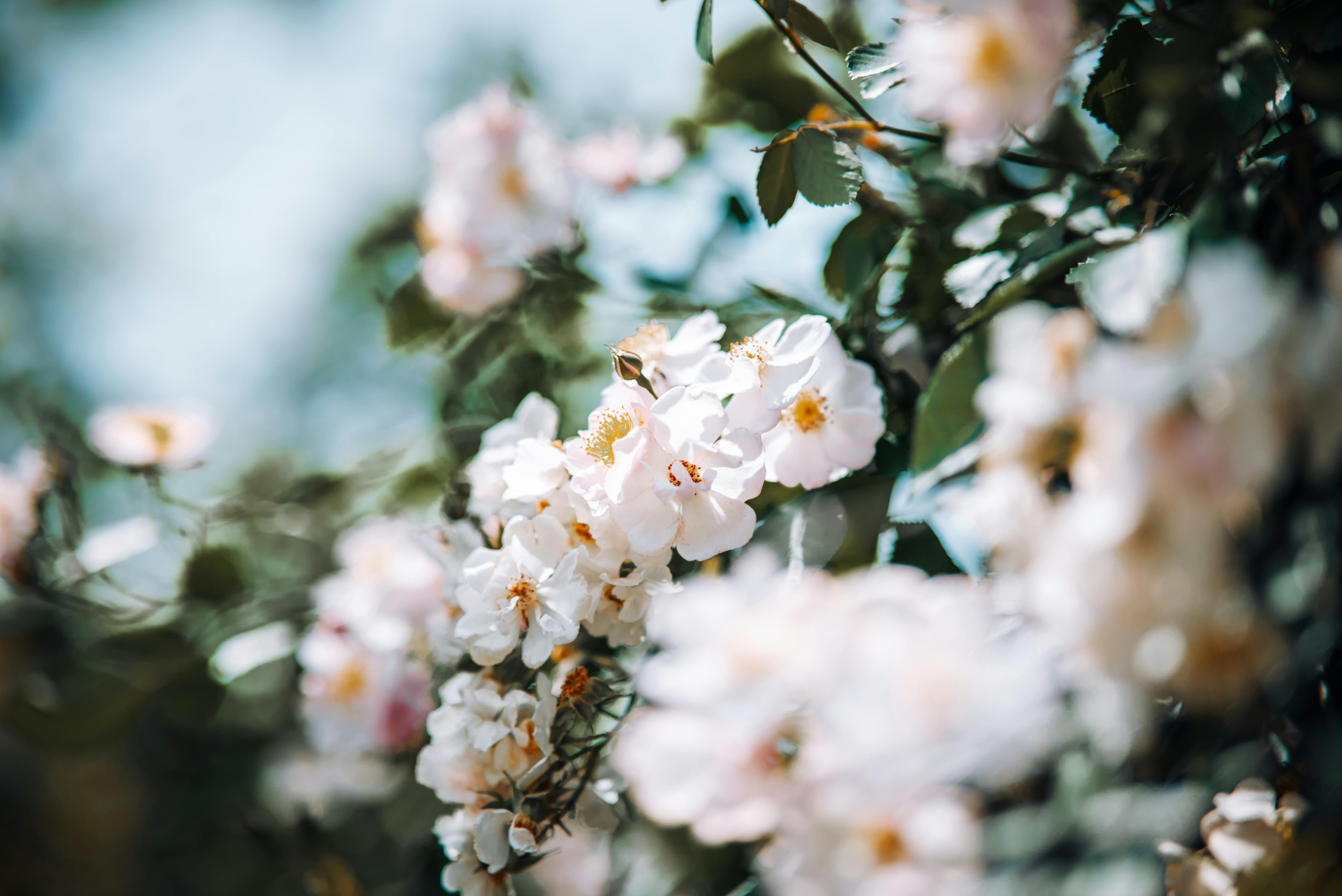 Vibrant Spring Flowers in Soft Focus Bokeh · Free Stock Photo