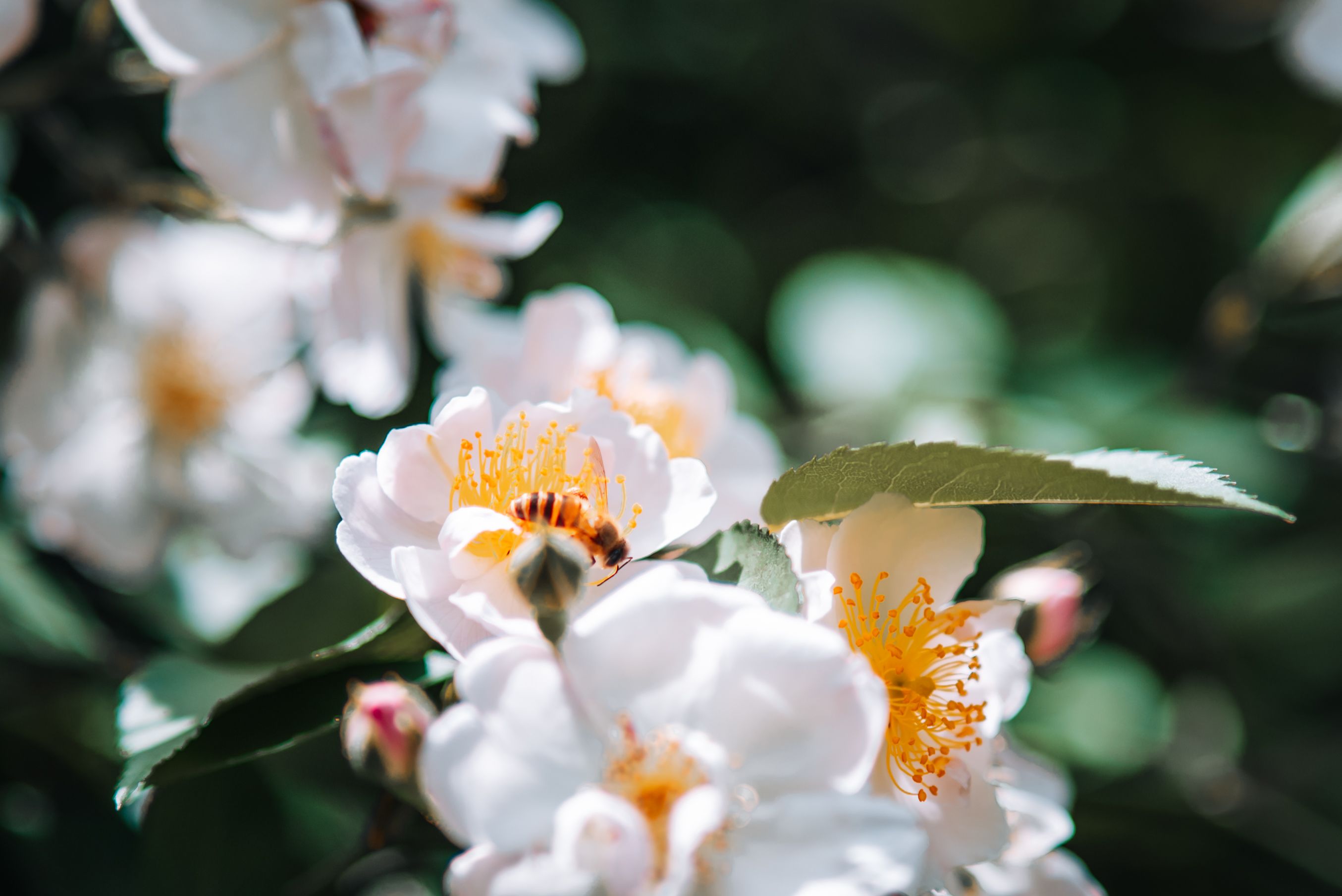 High Resolution Flowers Photos, Download The BEST Free High Resolution ...