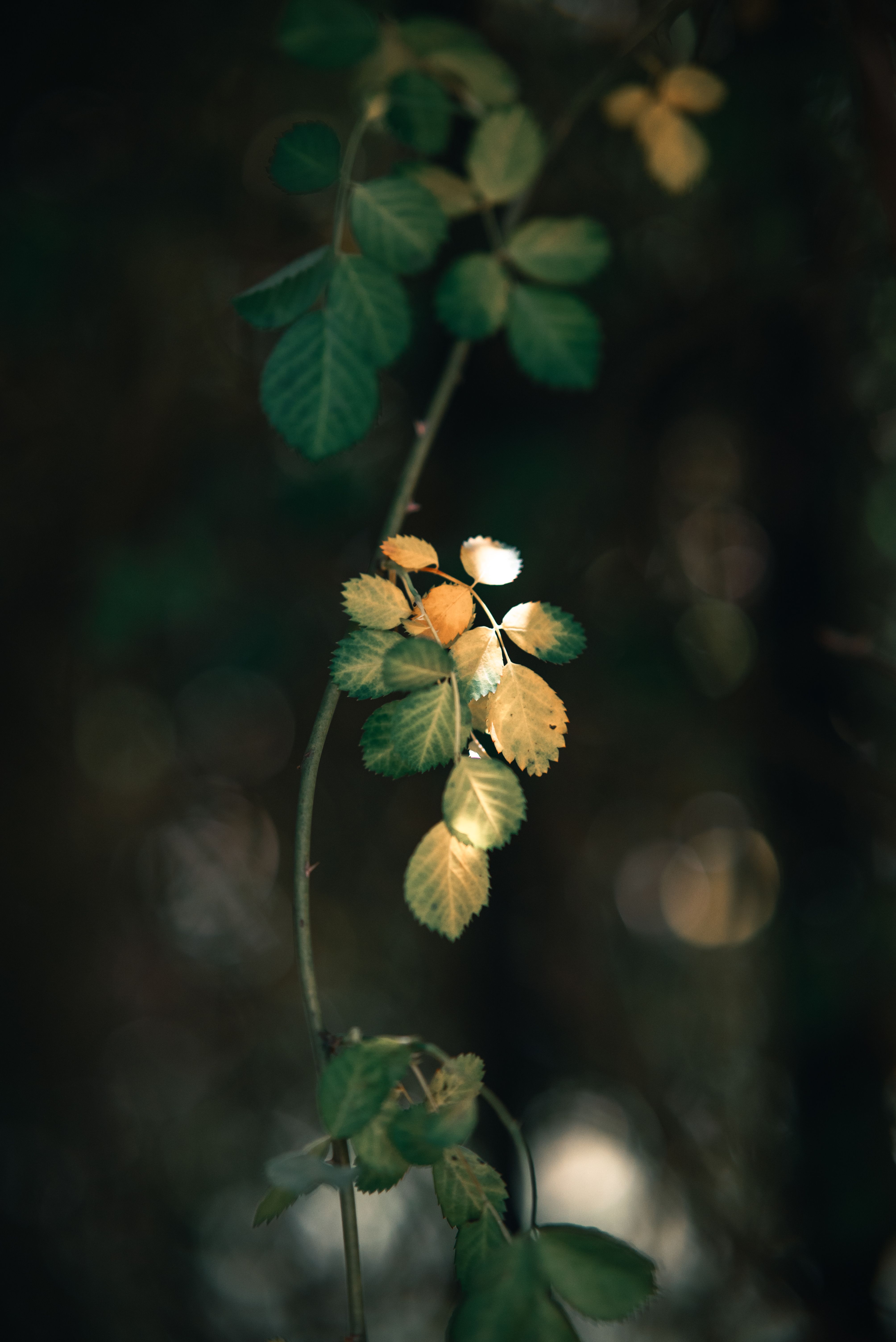 Moody Close-up of Green and Yellow Leaves · Free Stock Photo