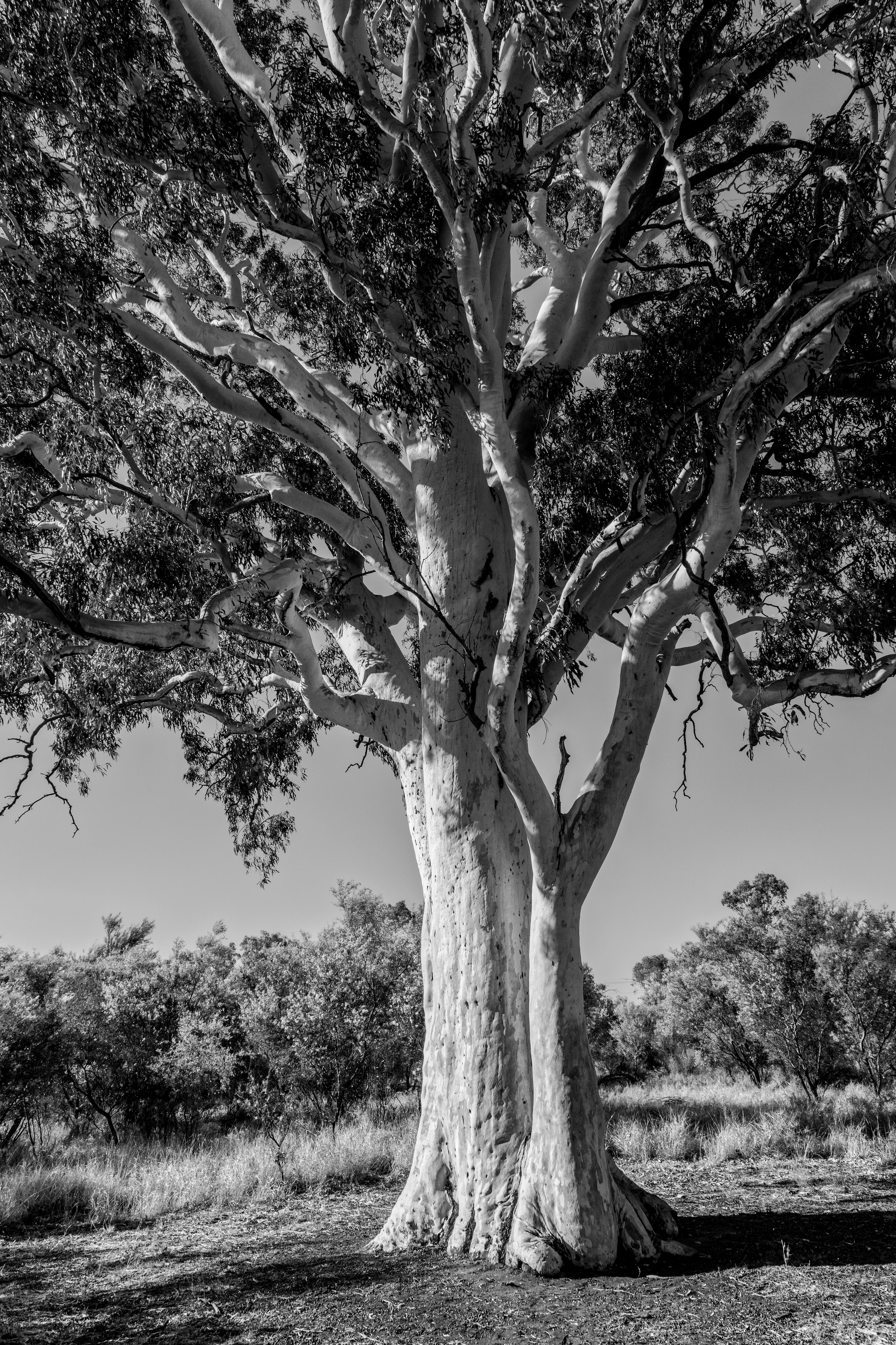 Tree Silhouette Photos, Download The BEST Free Tree Silhouette Stock ...