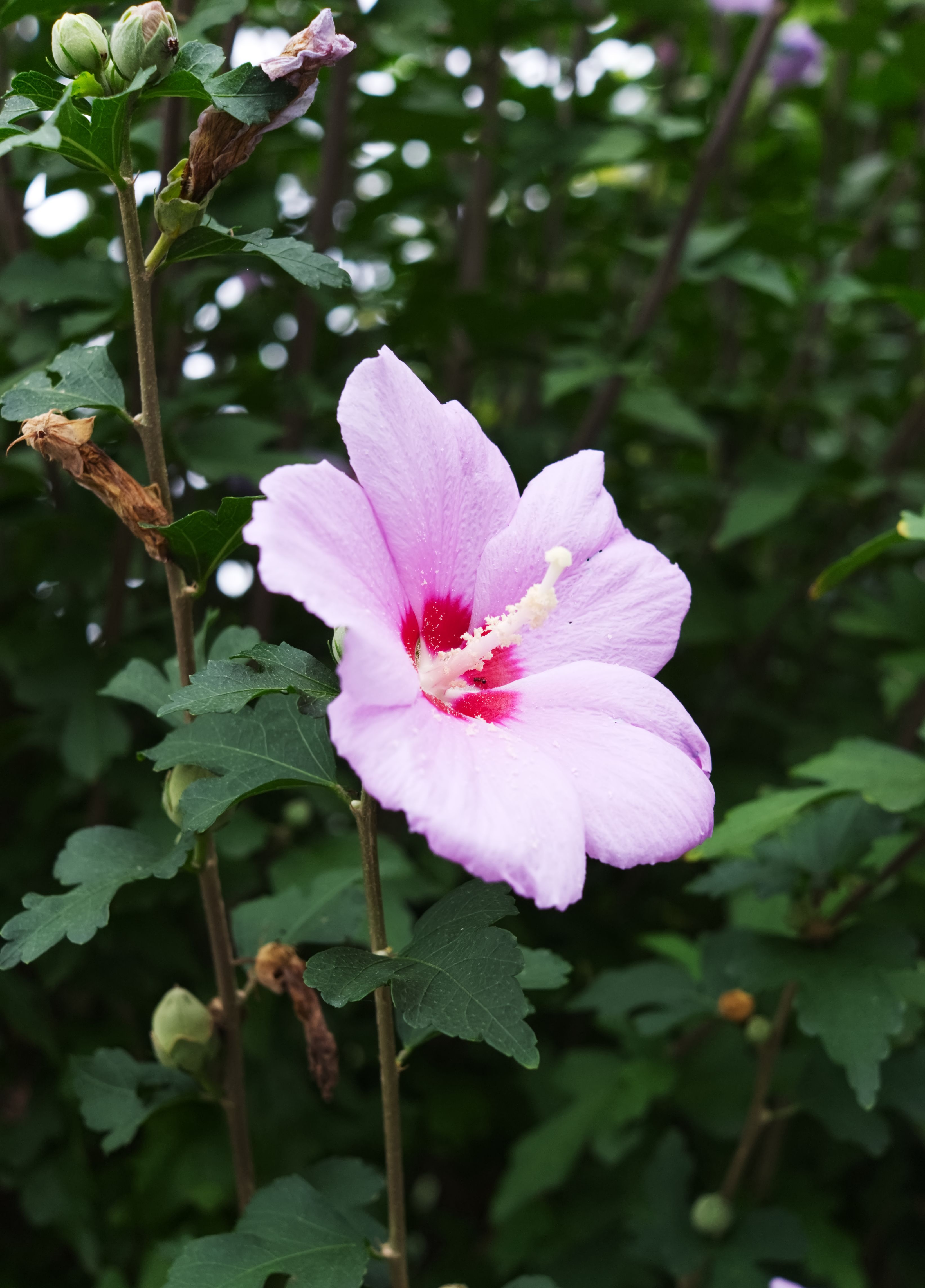 Gulab Flower Background Photos, Download The BEST Free Gulab Flower ...