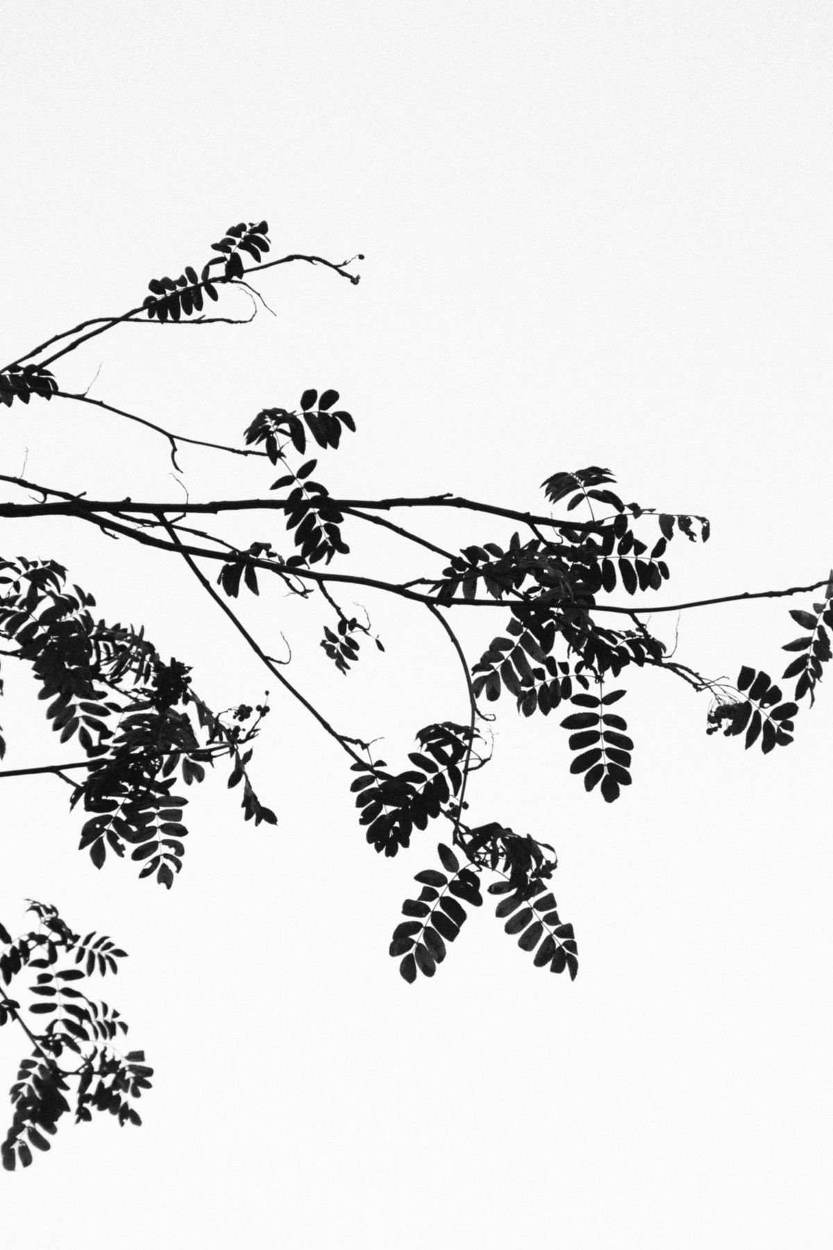 Graphic Photo Tree Branch Frame Photos, Download The BEST Free Graphic ...