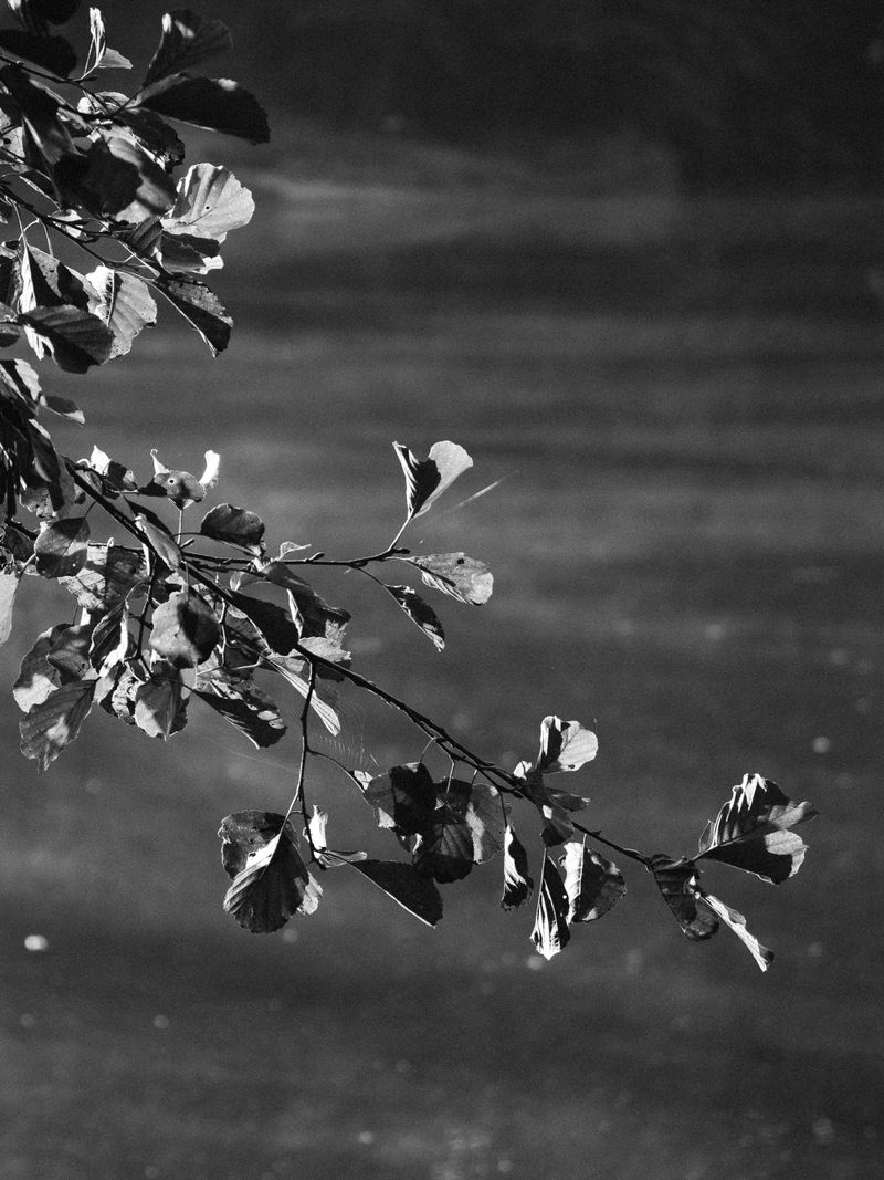 Tree No Background Photos, Download The BEST Free Tree No Background ...
